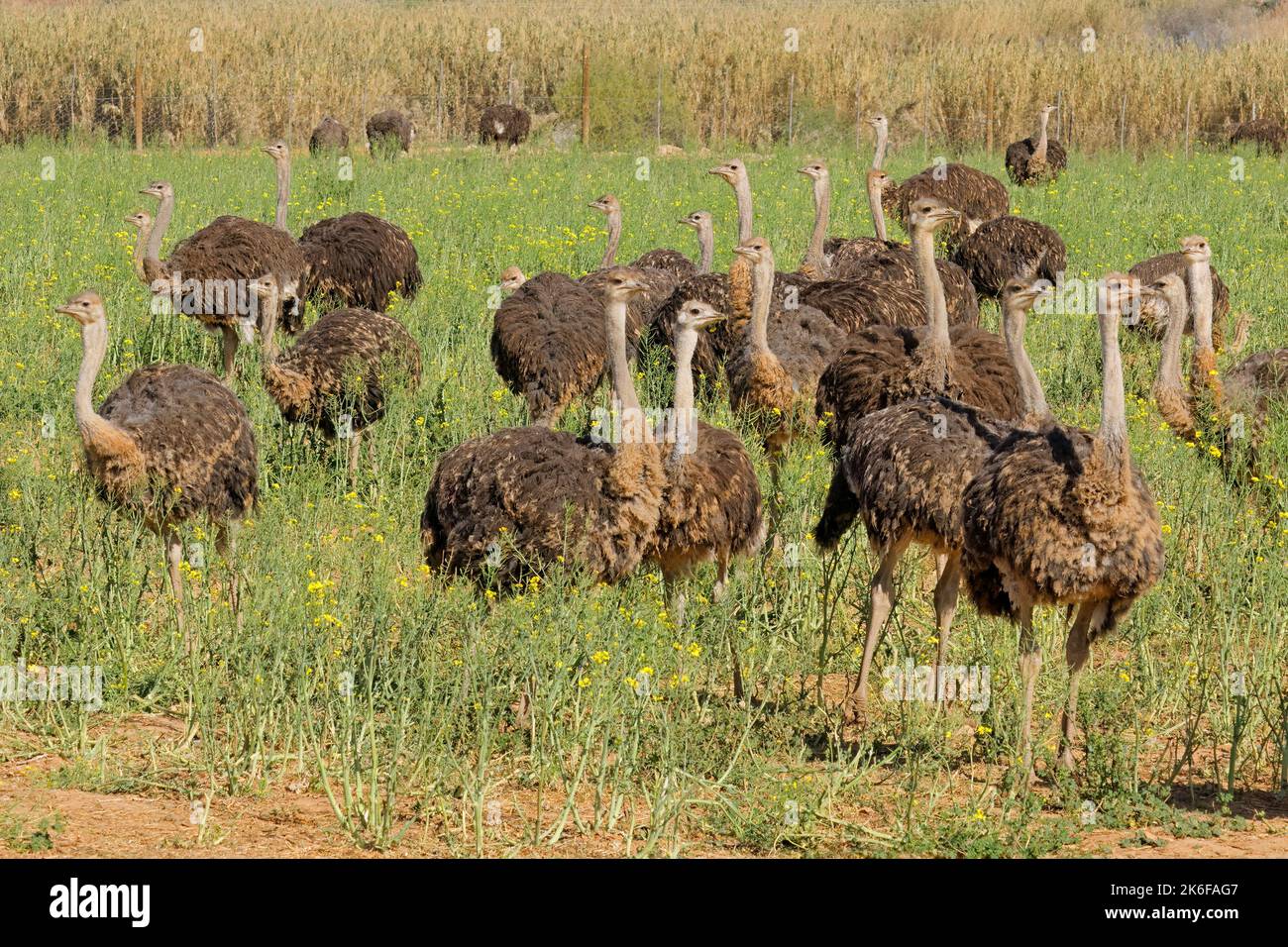 Ostriches (Struthio camelus) on an ostrich farm, Karoo region, Western ...