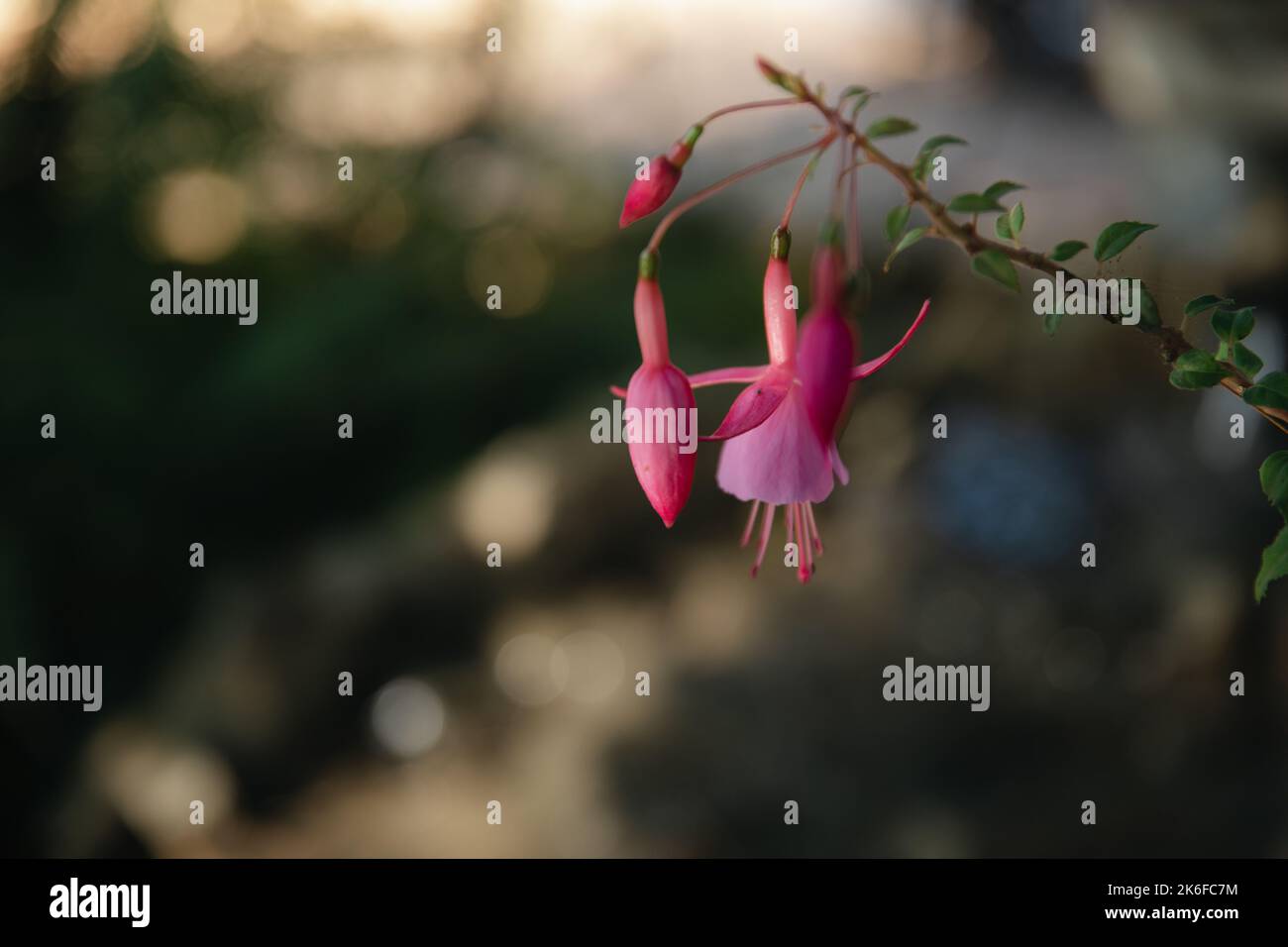 PInk campanula on natural green background with copy space. Bellflower ...