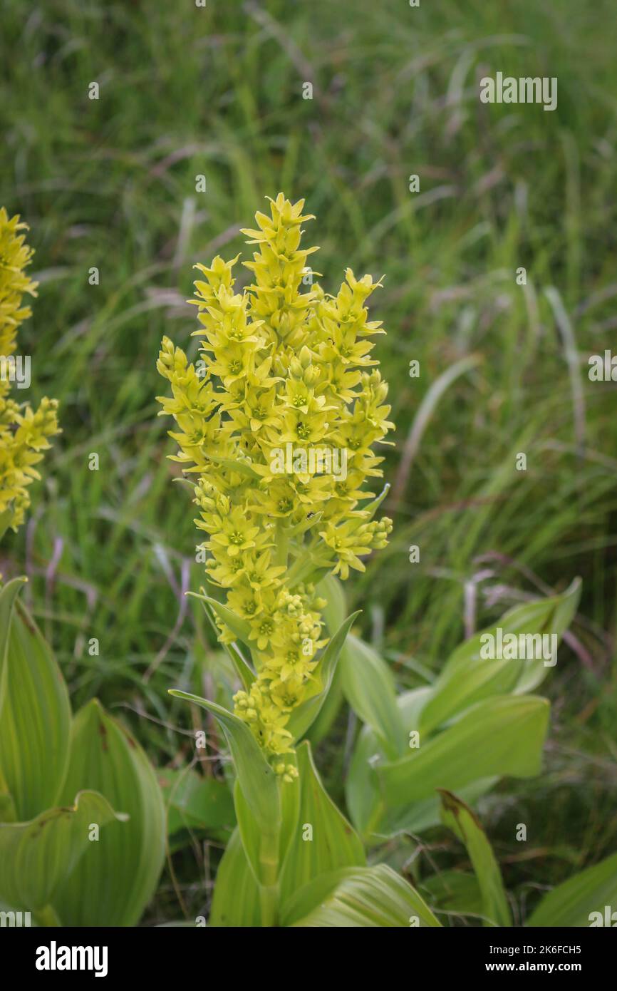 The false helleborine (latin name: Veratrum album subsp. lobelianum) in Nature Park Stara ...