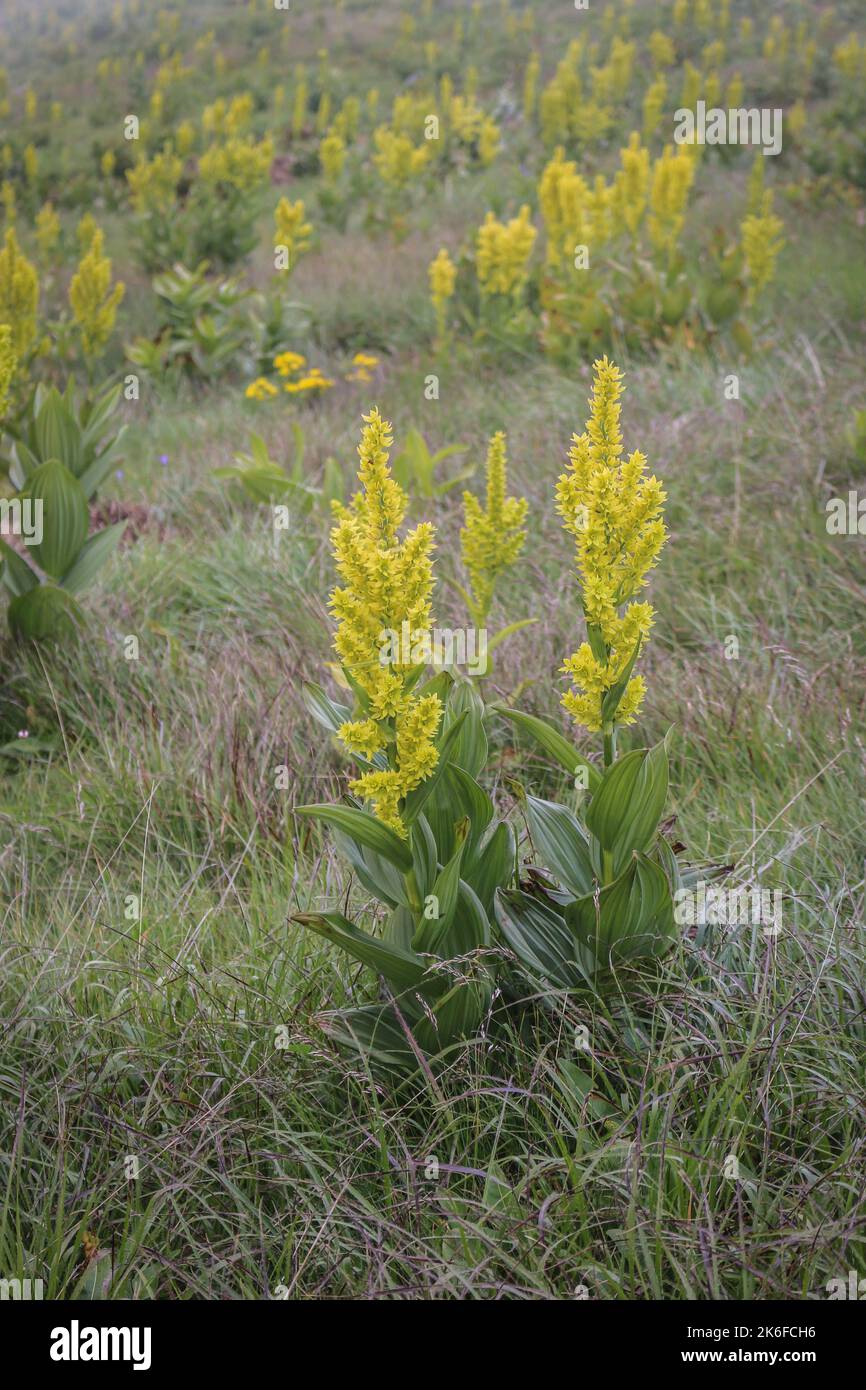 The false helleborine (latin name: Veratrum album subsp. lobelianum) in ...