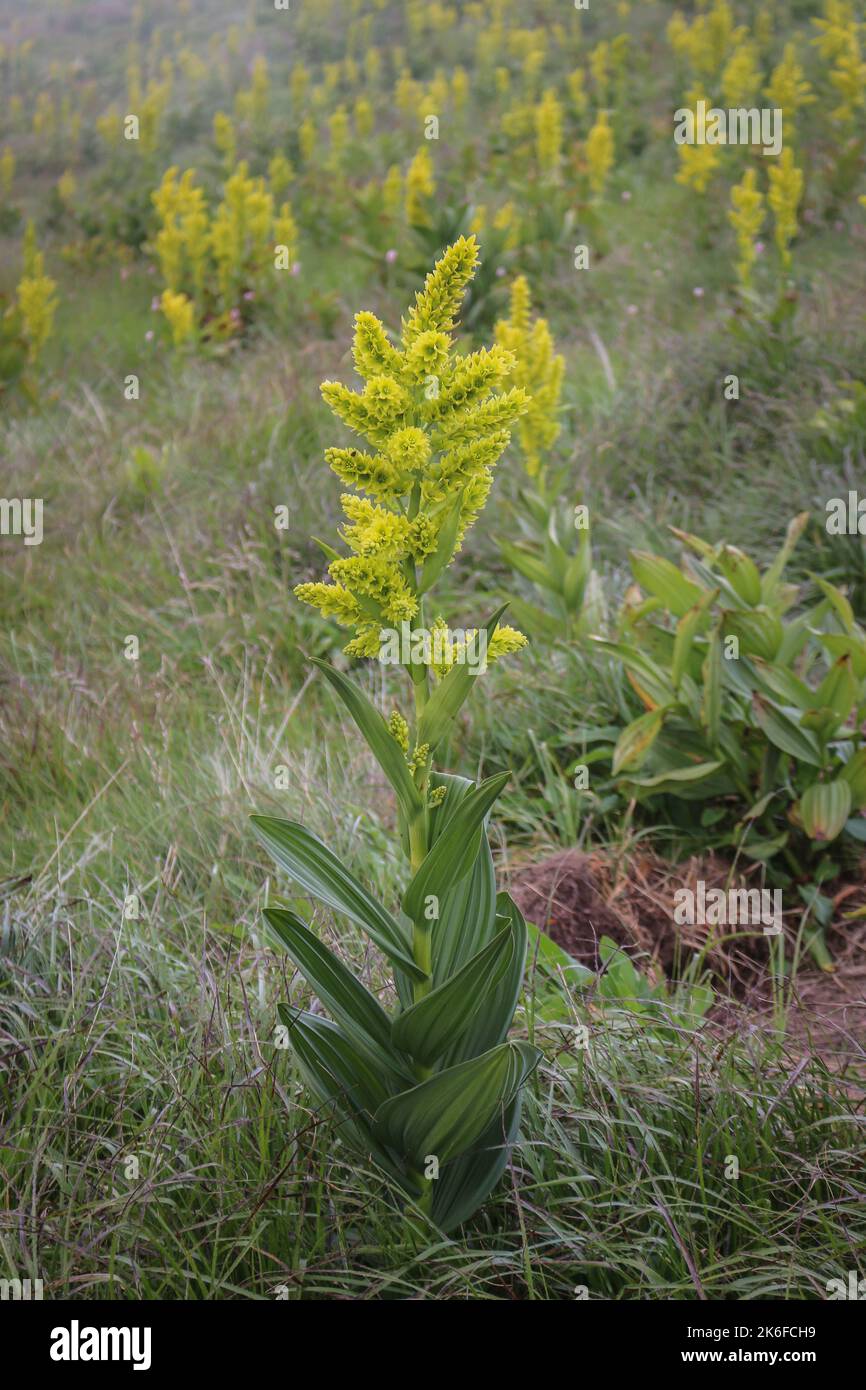 The false helleborine (latin name: Veratrum album subsp. lobelianum) in Nature Park Stara ...
