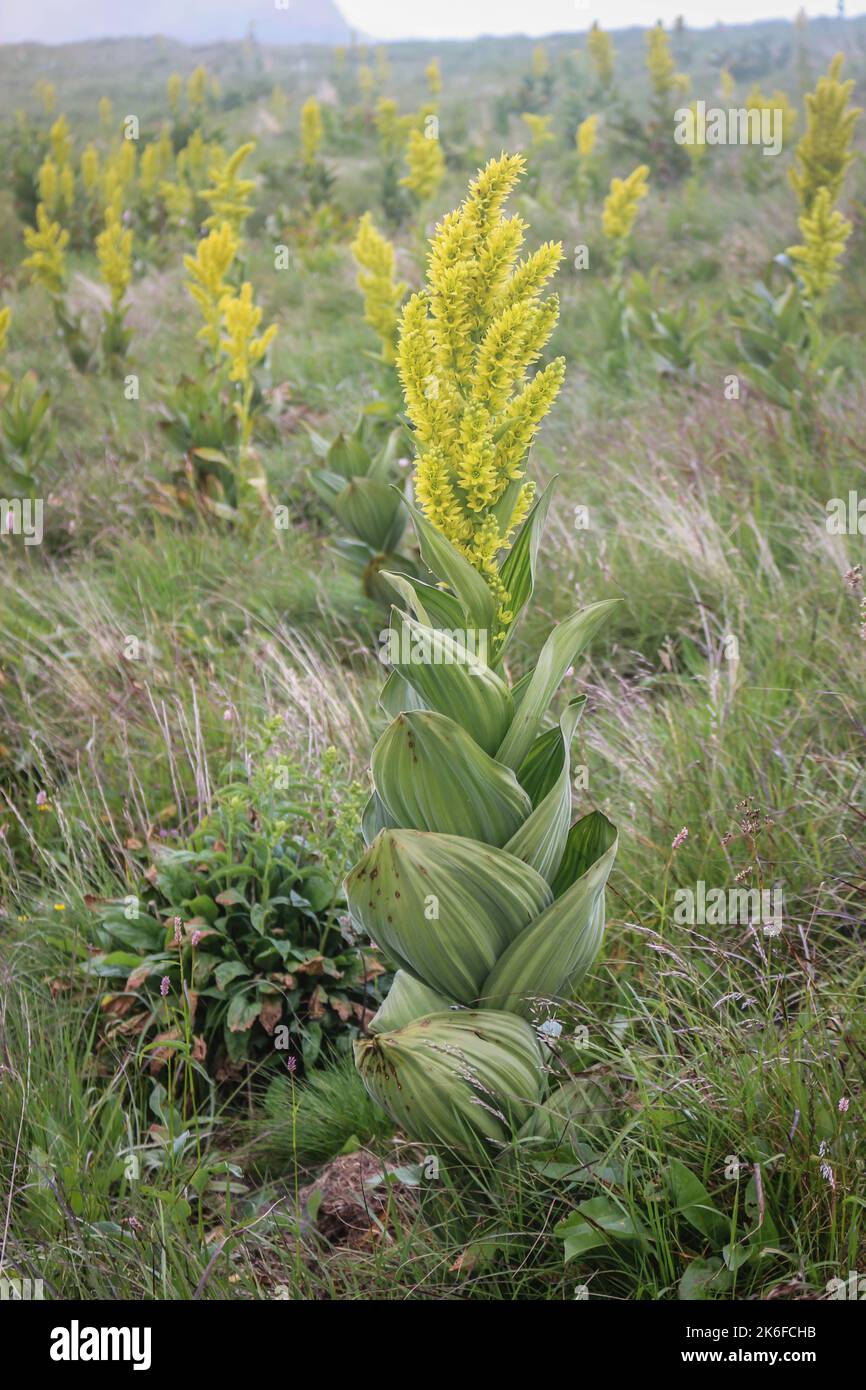 The false helleborine (latin name: Veratrum album subsp. lobelianum) in Nature Park Stara ...