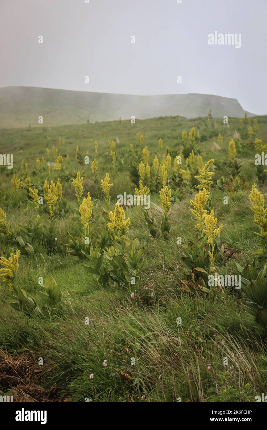 The false helleborine (latin name: Veratrum album subsp. lobelianum) in Nature Park Stara ...