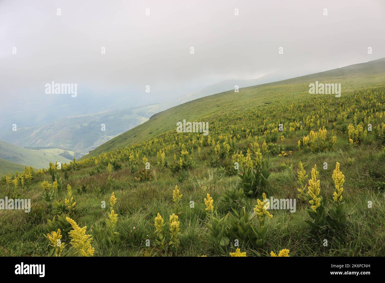 The false helleborine (latin name: Veratrum album subsp. lobelianum) in Nature Park Stara ...