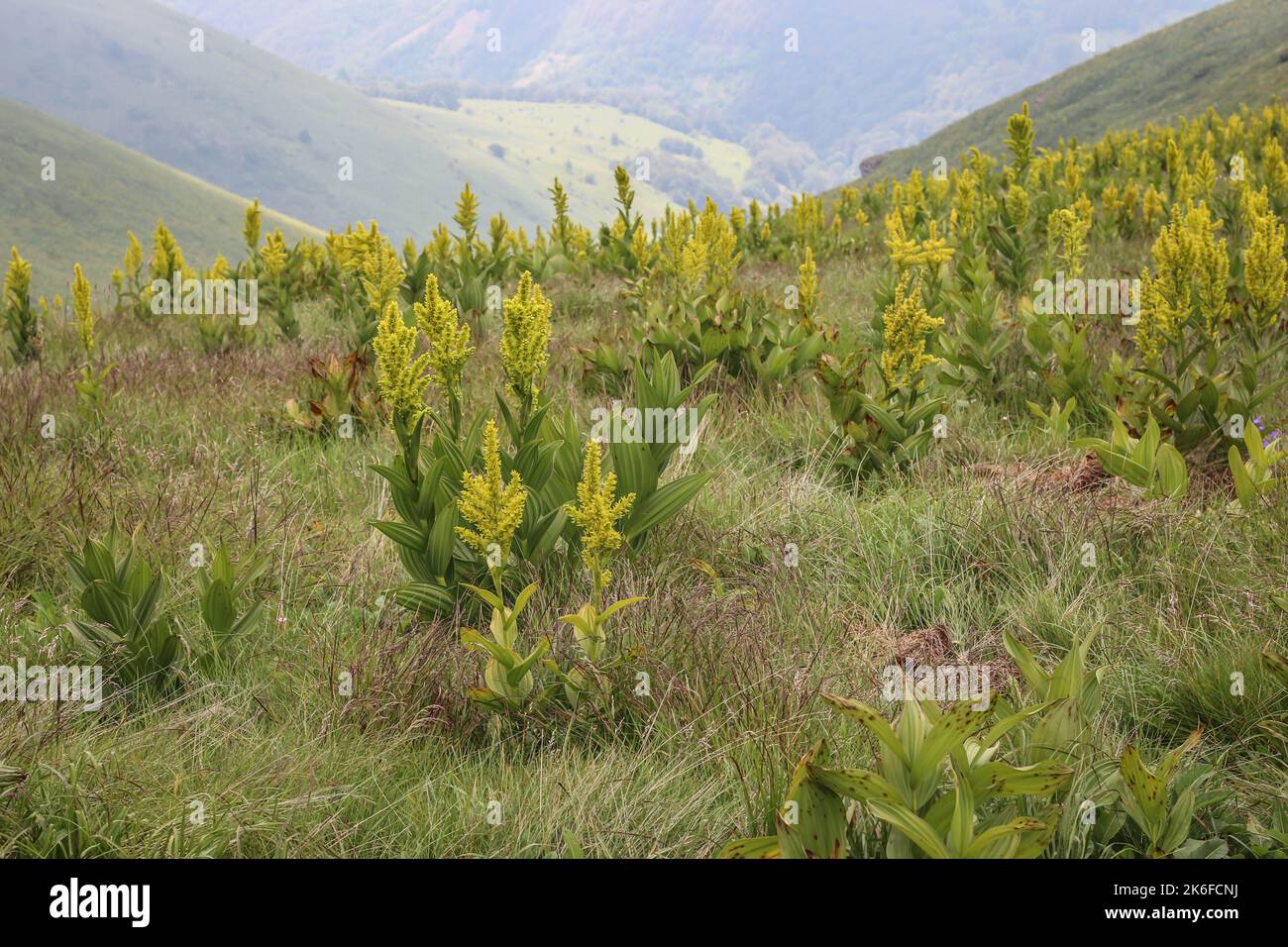 The false helleborine (latin name: Veratrum album subsp. lobelianum) in Nature Park Stara ...