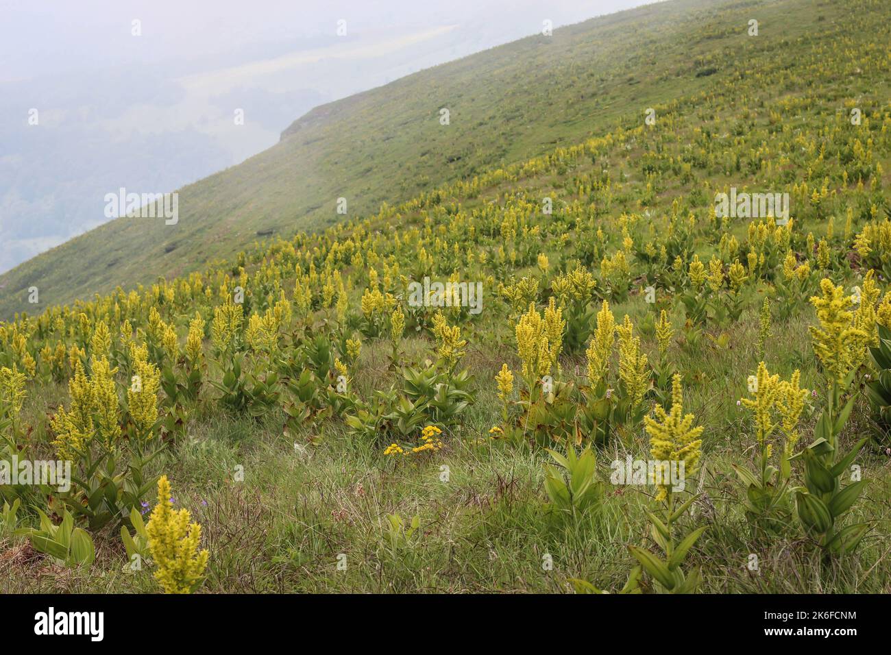 The false helleborine (latin name: Veratrum album subsp. lobelianum) in Nature Park Stara ...