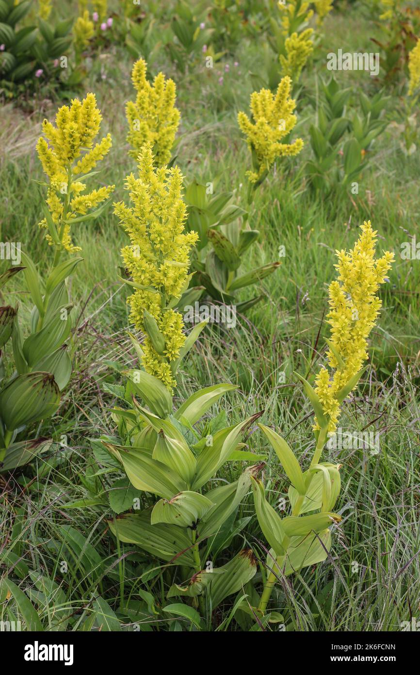The false helleborine (latin name: Veratrum album subsp. lobelianum) in Nature Park Stara ...