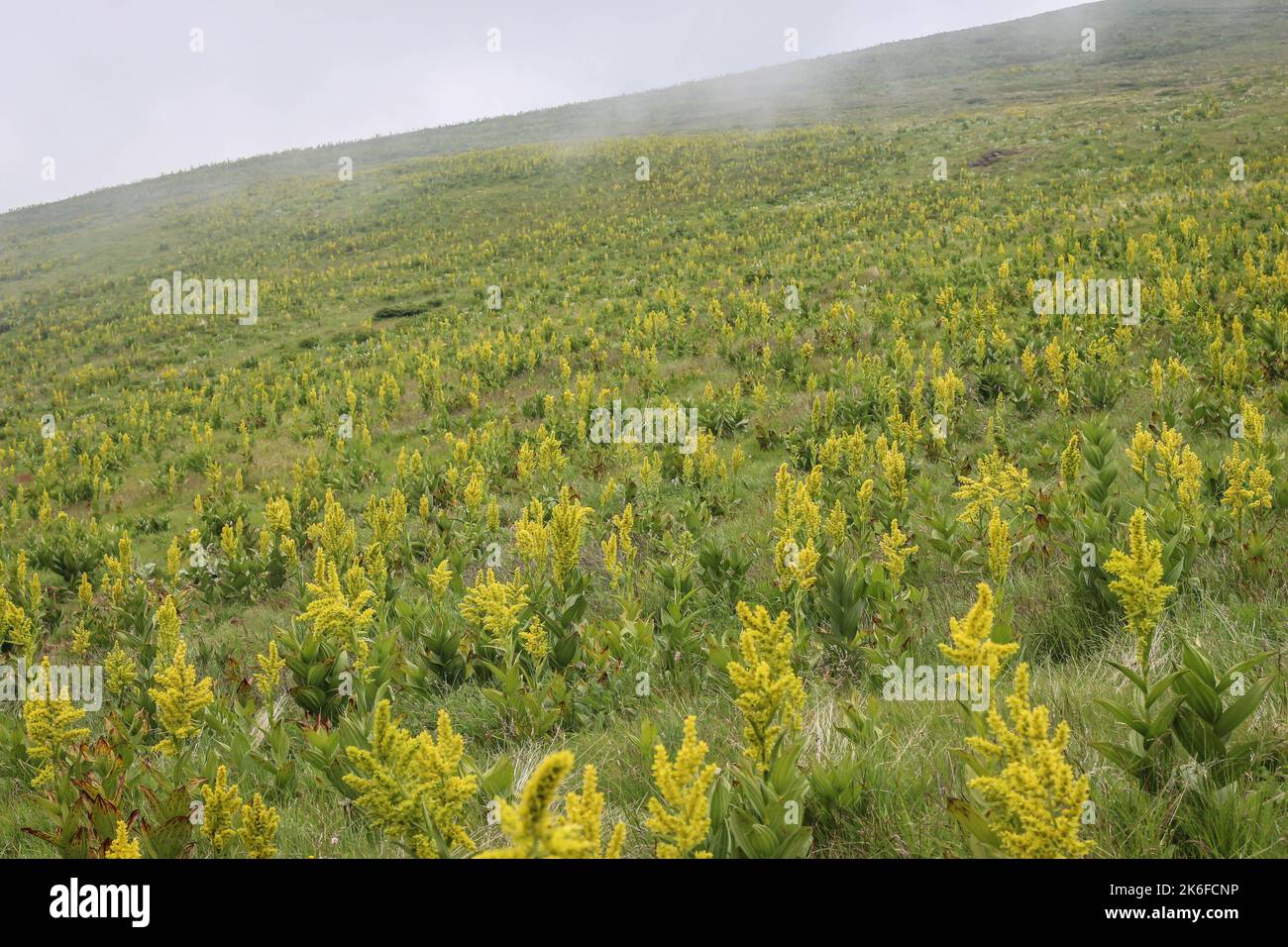 The false helleborine (latin name: Veratrum album subsp. lobelianum) in Nature Park Stara ...