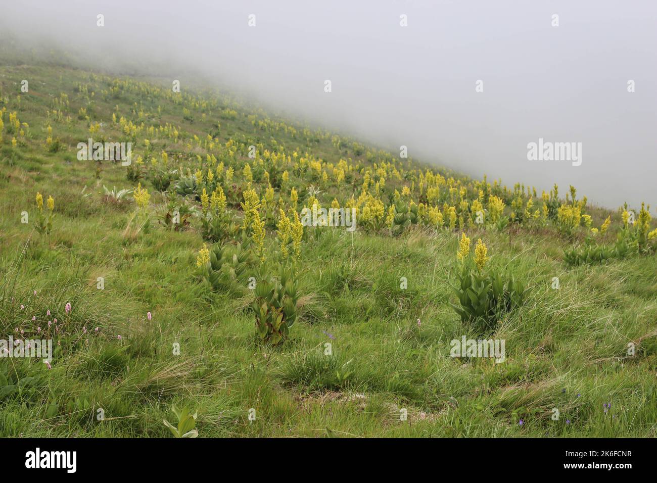 The false helleborine (latin name: Veratrum album subsp. lobelianum) in Nature Park Stara ...