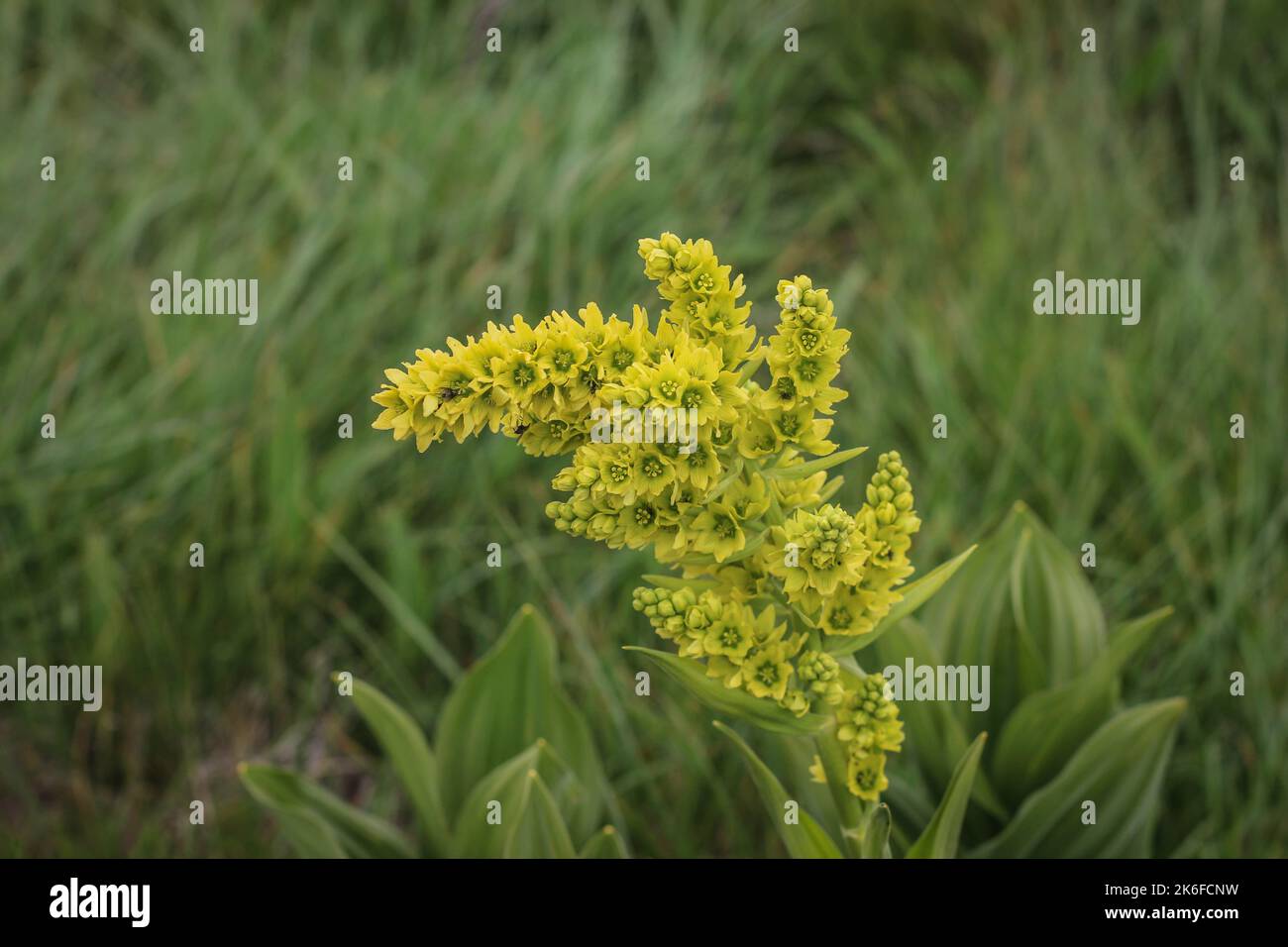 The false helleborine (latin name: Veratrum album subsp. lobelianum) in Nature Park Stara ...