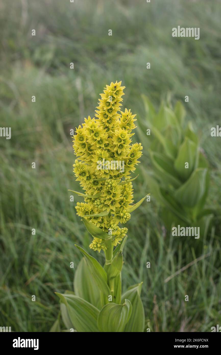 The false helleborine (latin name: Veratrum album subsp. lobelianum) in Nature Park Stara ...