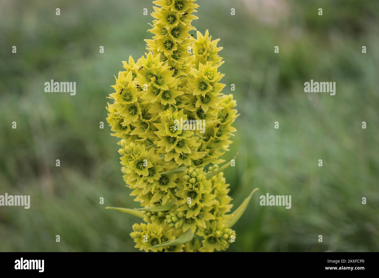 The false helleborine (latin name: Veratrum album subsp. lobelianum) in Nature Park Stara ...
