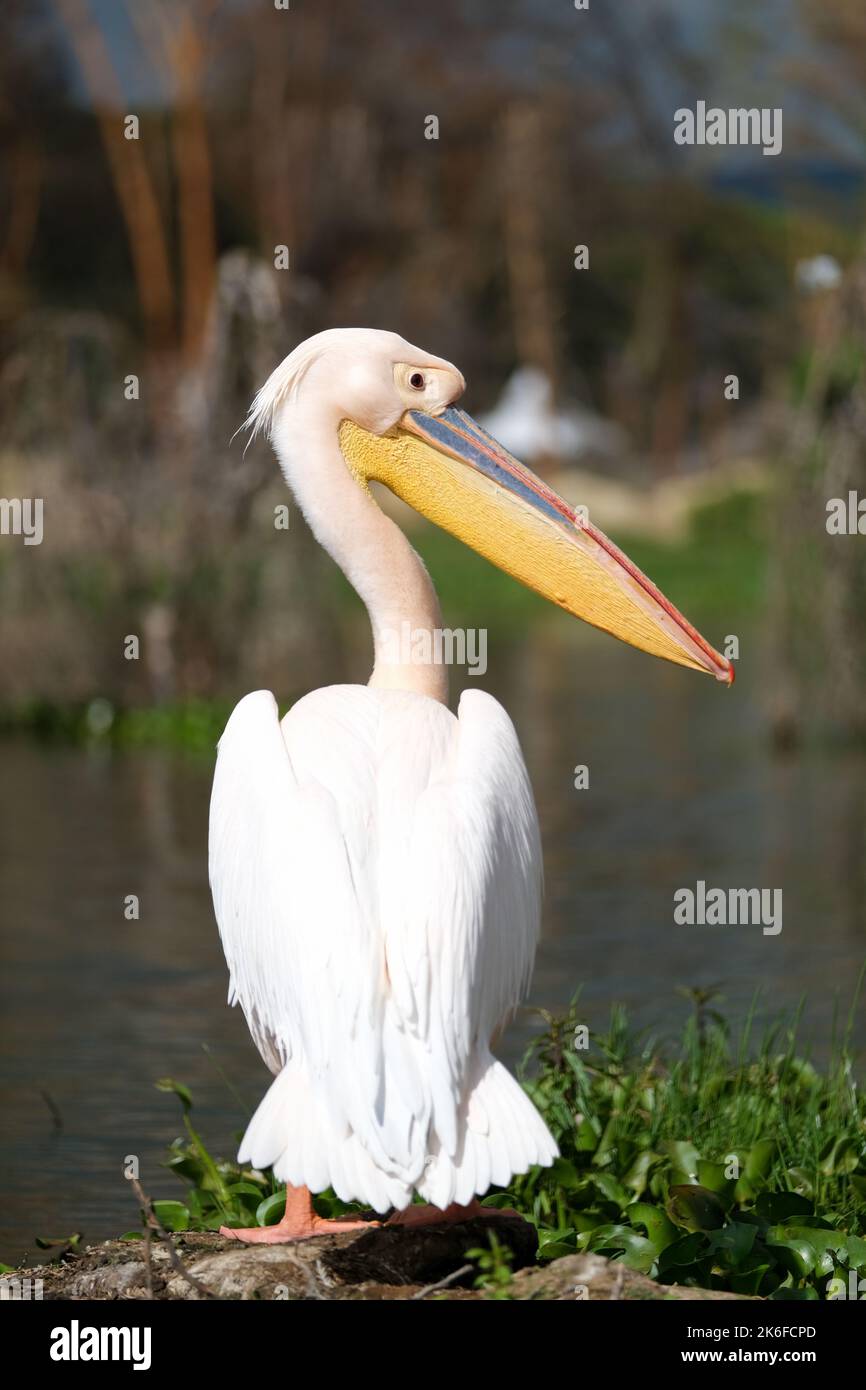 A perlican on the riverside against a blurred background Stock Photo ...