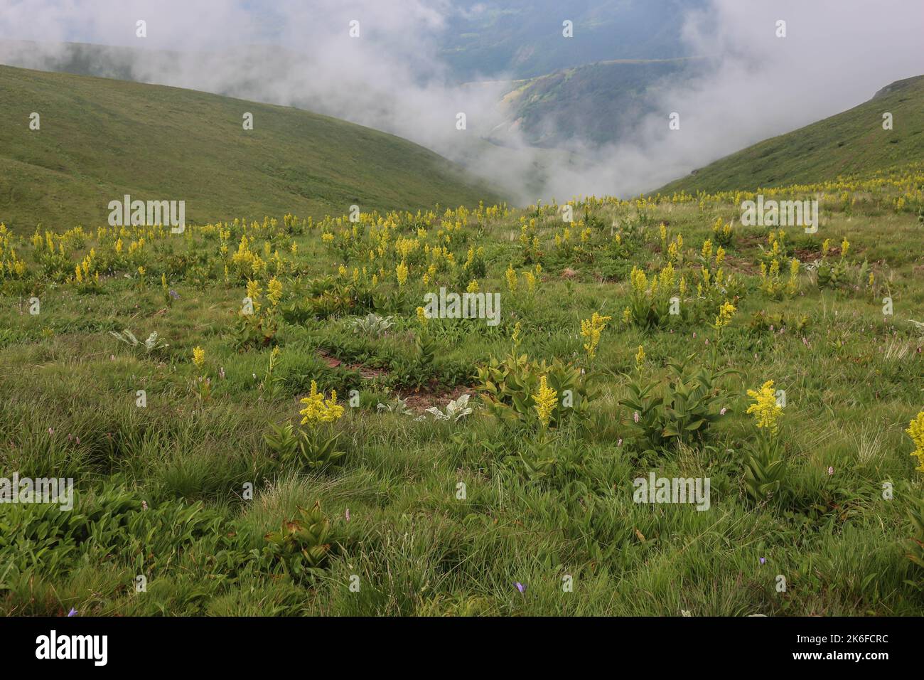 The false helleborine (latin name: Veratrum album subsp. lobelianum) in Nature Park Stara ...