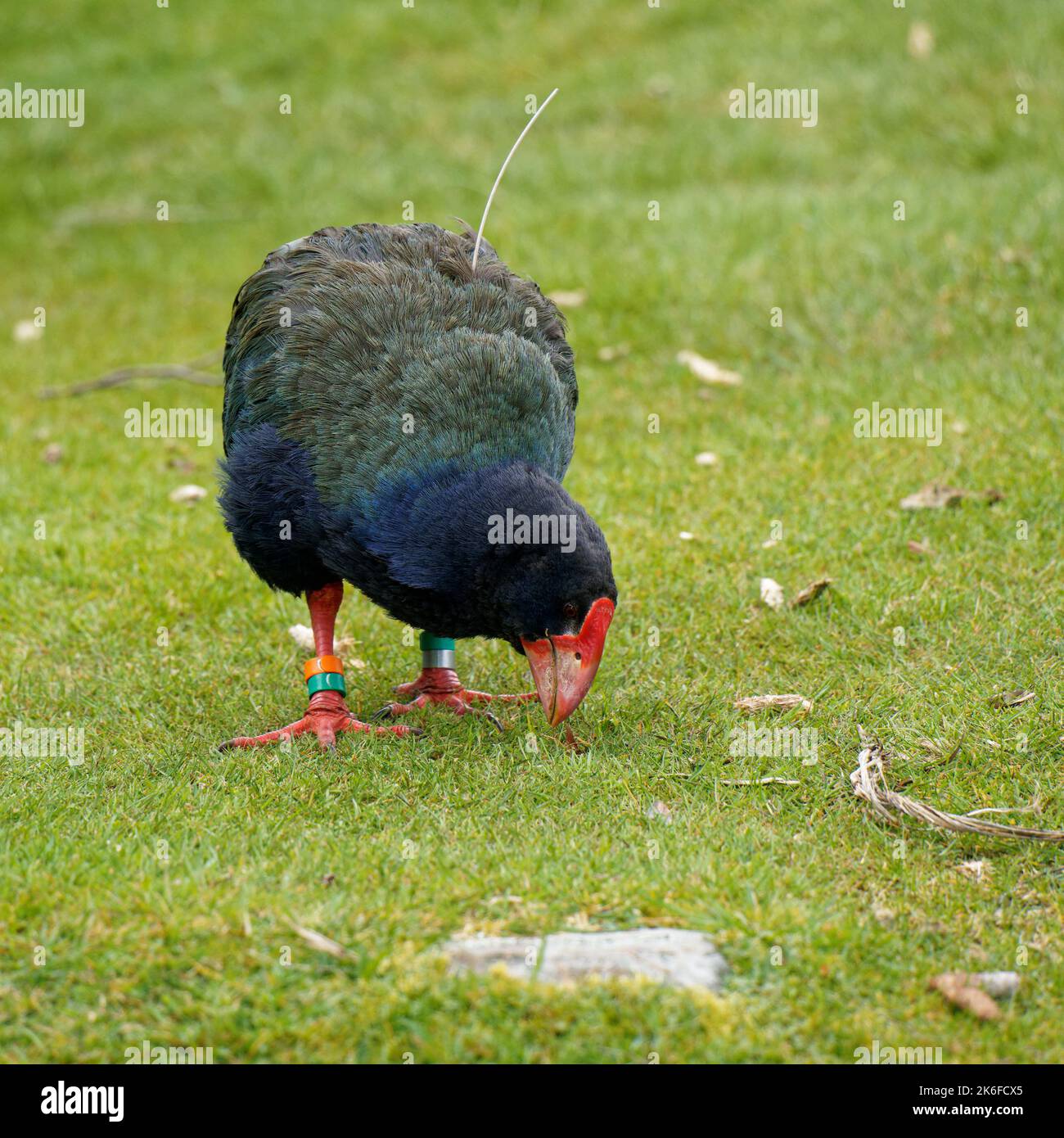 Takahe wearing a radio tracker, rare and endangered bird grazing near ...