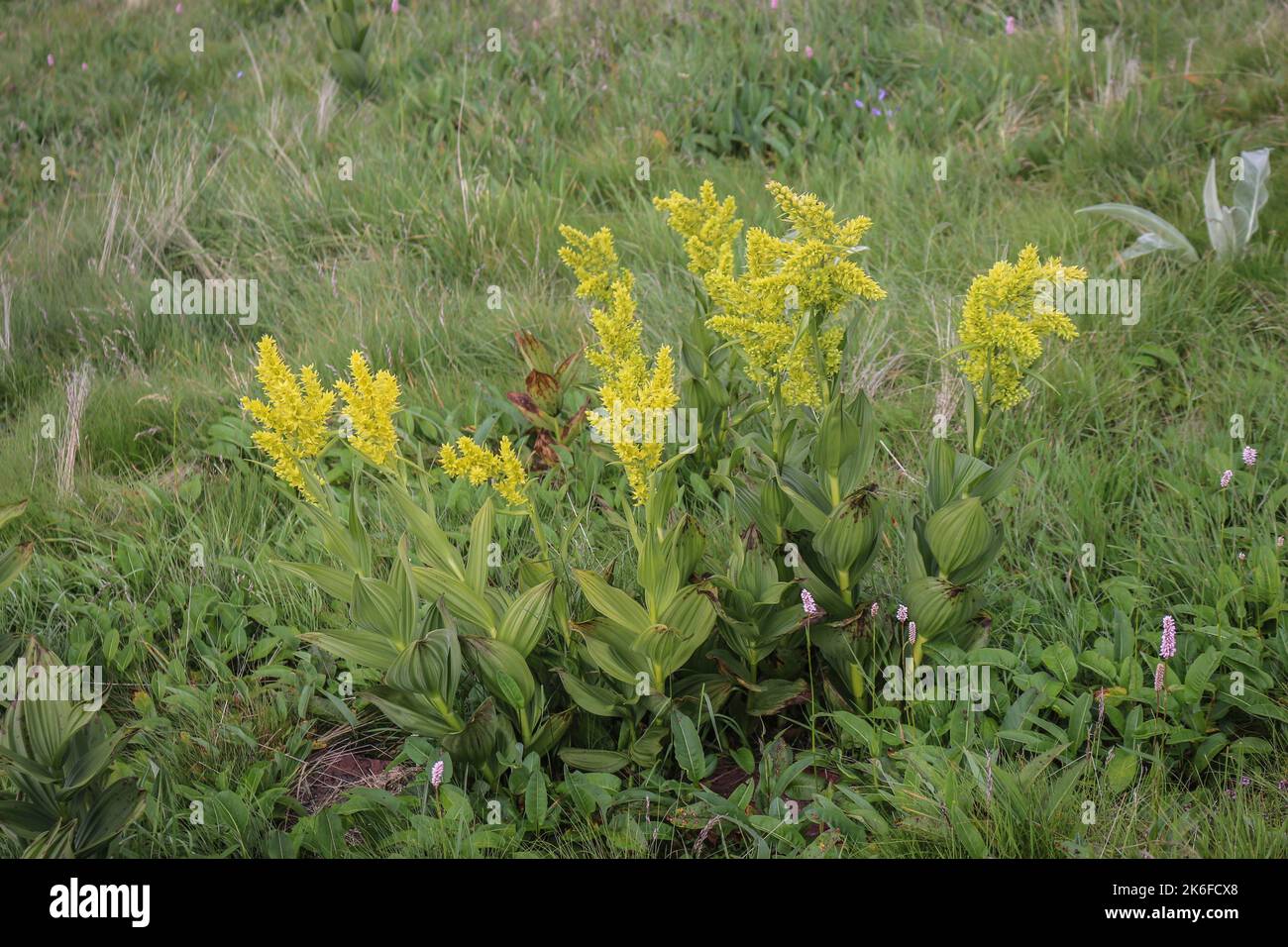 The false helleborine (latin name: Veratrum album subsp. lobelianum) in Nature Park Stara ...