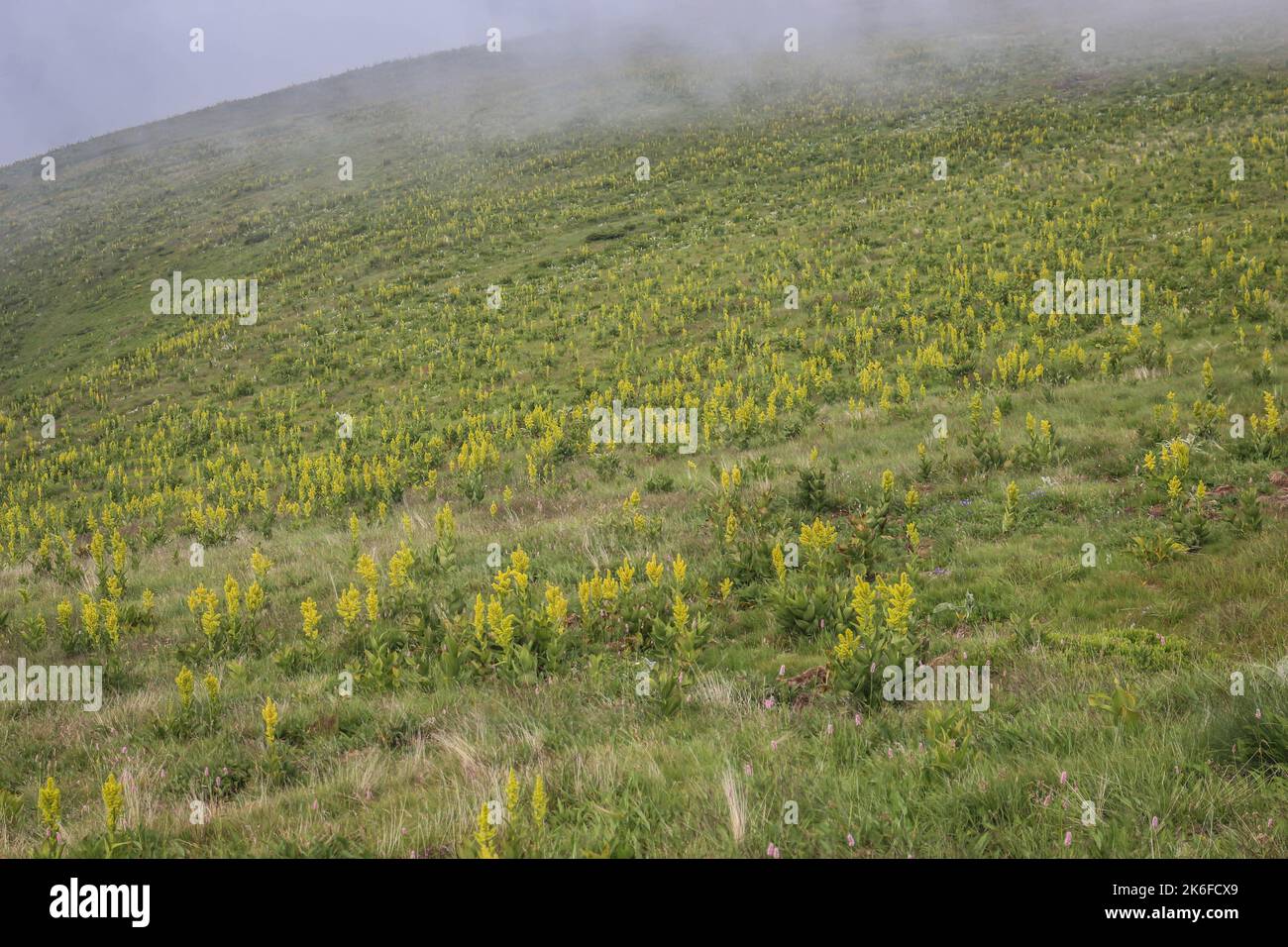 The false helleborine (latin name: Veratrum album subsp. lobelianum) in Nature Park Stara ...