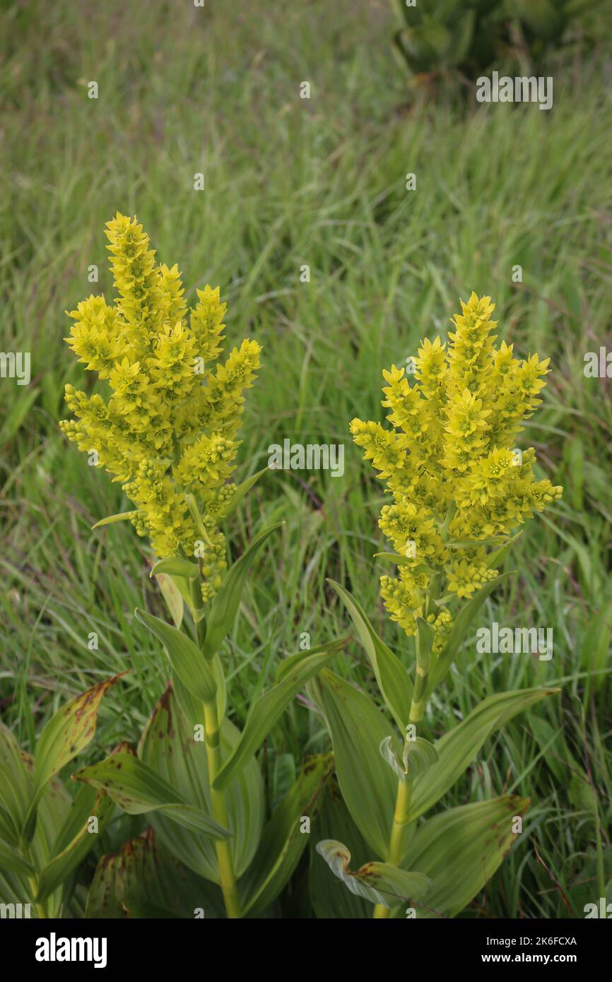 The false helleborine (latin name: Veratrum album subsp. lobelianum) in Nature Park Stara ...