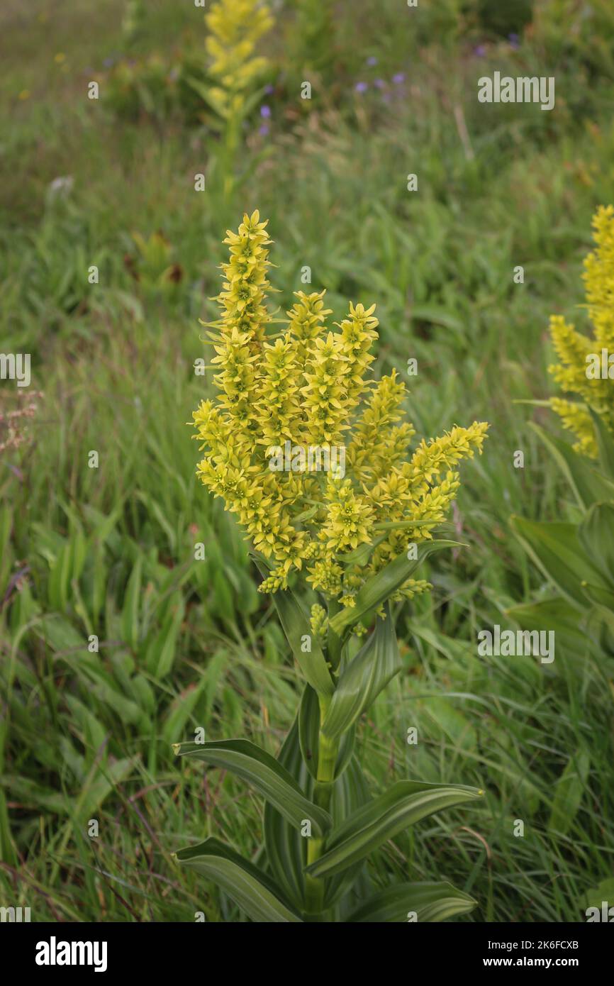 The false helleborine (latin name: Veratrum album subsp. lobelianum) in Nature Park Stara ...