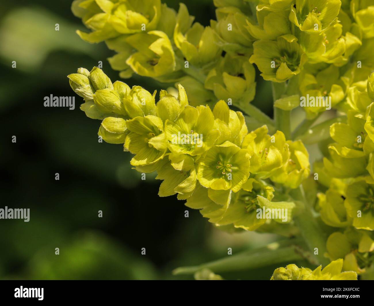 The false helleborine (latin name: Veratrum album subsp. lobelianum) in ...