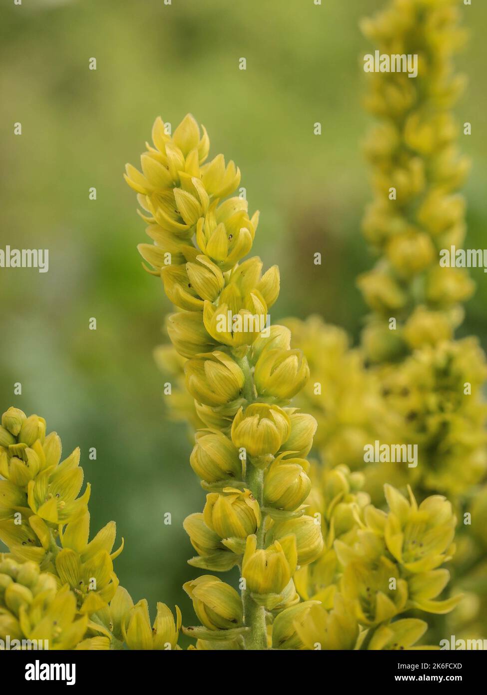 The false helleborine (latin name: Veratrum album subsp. lobelianum) in Nature Park Stara ...