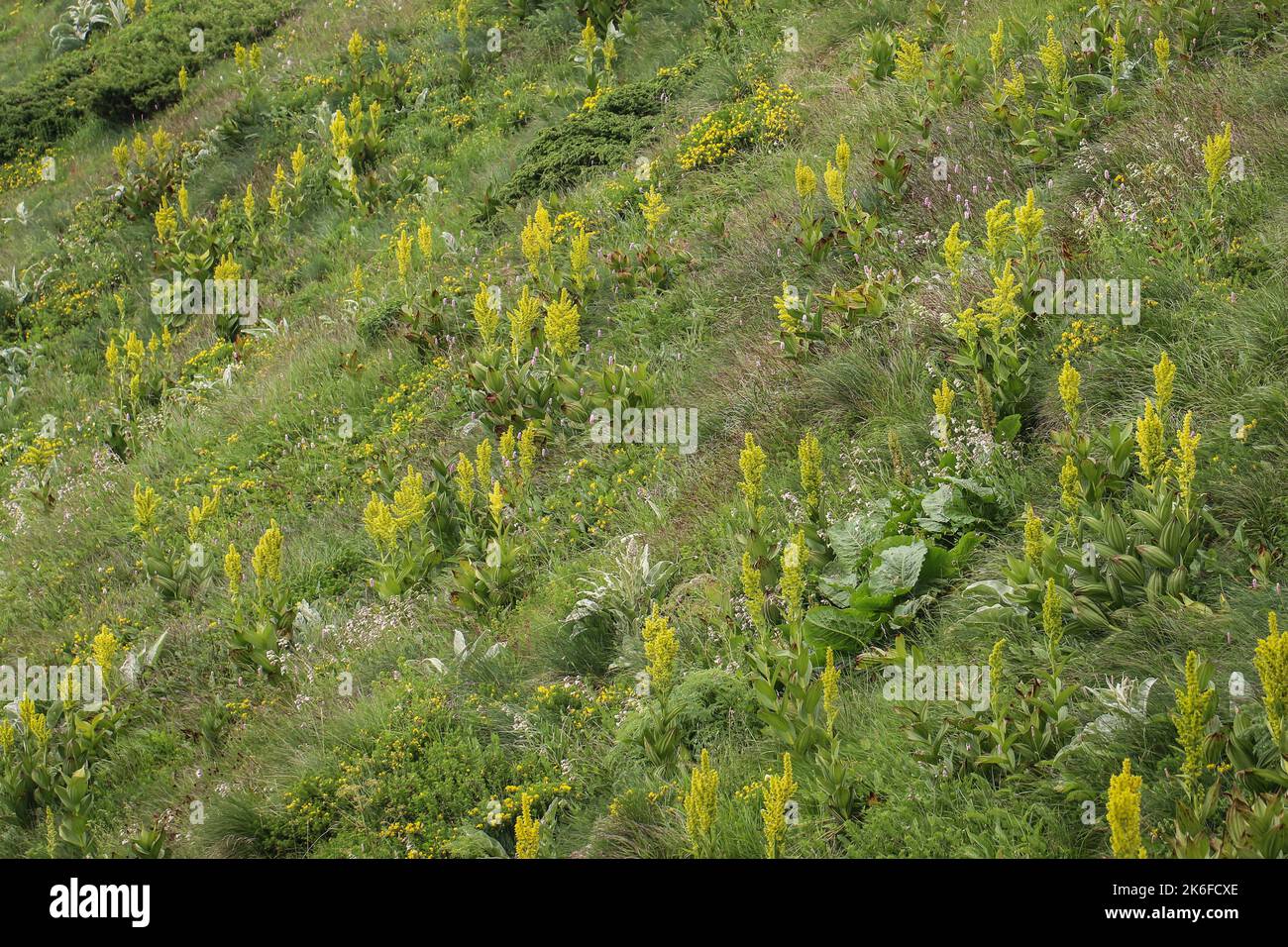 The false helleborine (latin name: Veratrum album subsp. lobelianum) in Nature Park Stara ...