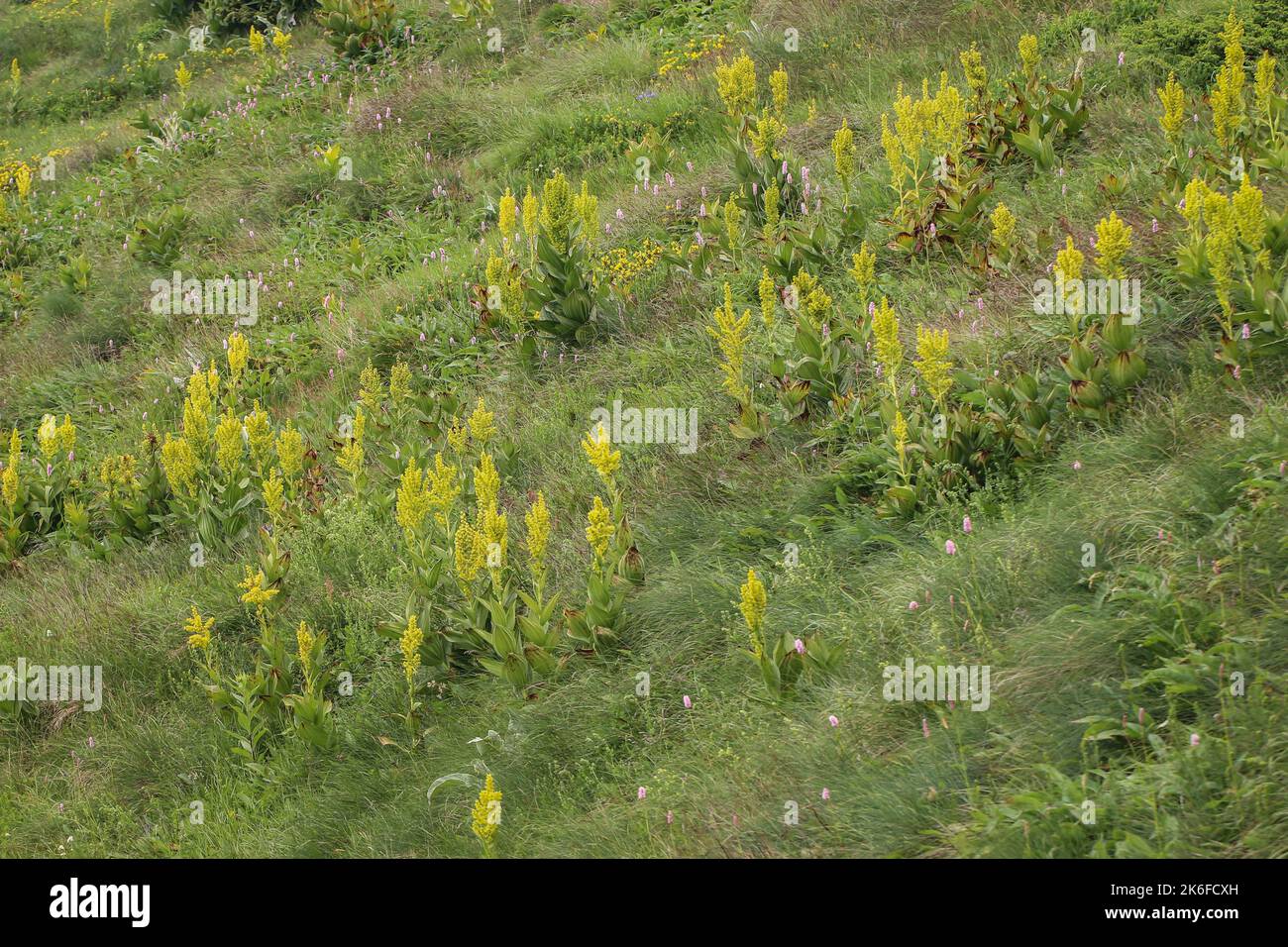 The false helleborine (latin name: Veratrum album subsp. lobelianum) in Nature Park Stara ...