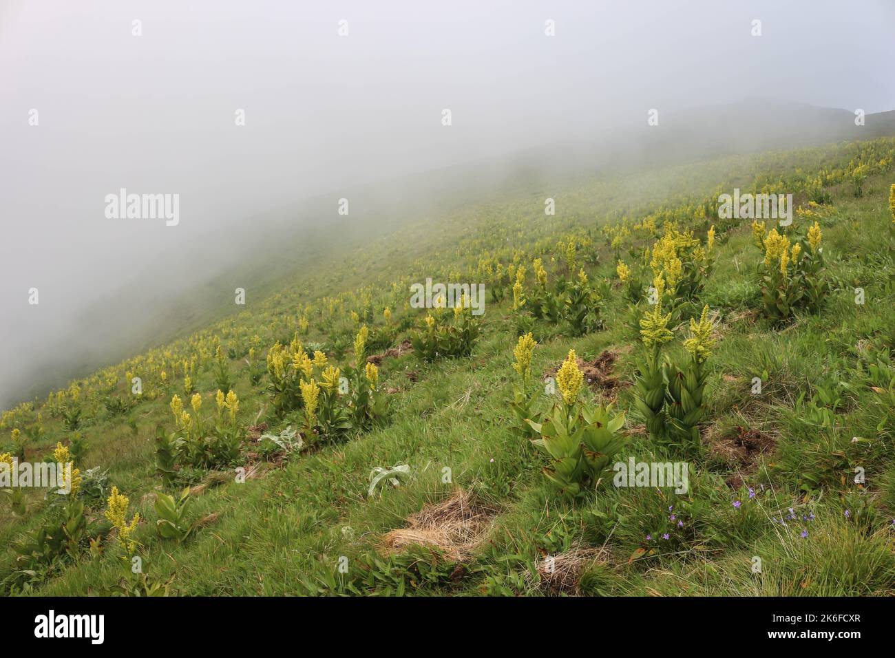 The false helleborine (latin name: Veratrum album subsp. lobelianum) in Nature Park Stara ...
