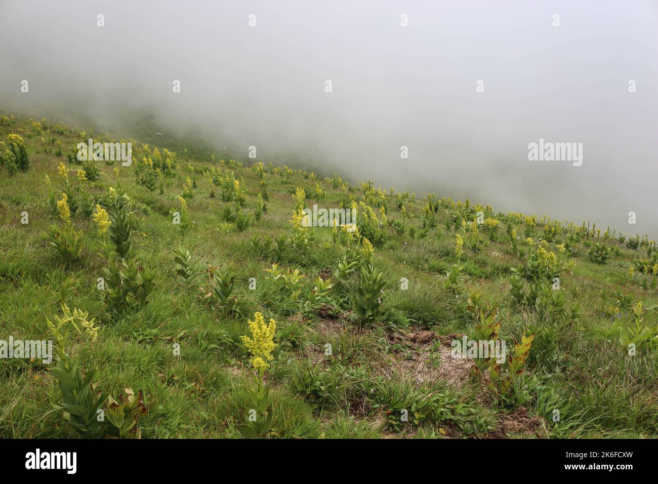 The false helleborine (latin name: Veratrum album subsp. lobelianum) in Nature Park Stara ...