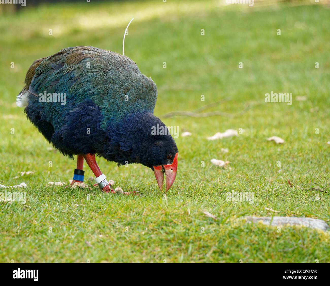 Takahe wearing a radio tracker, rare and endangered bird grazing near ...