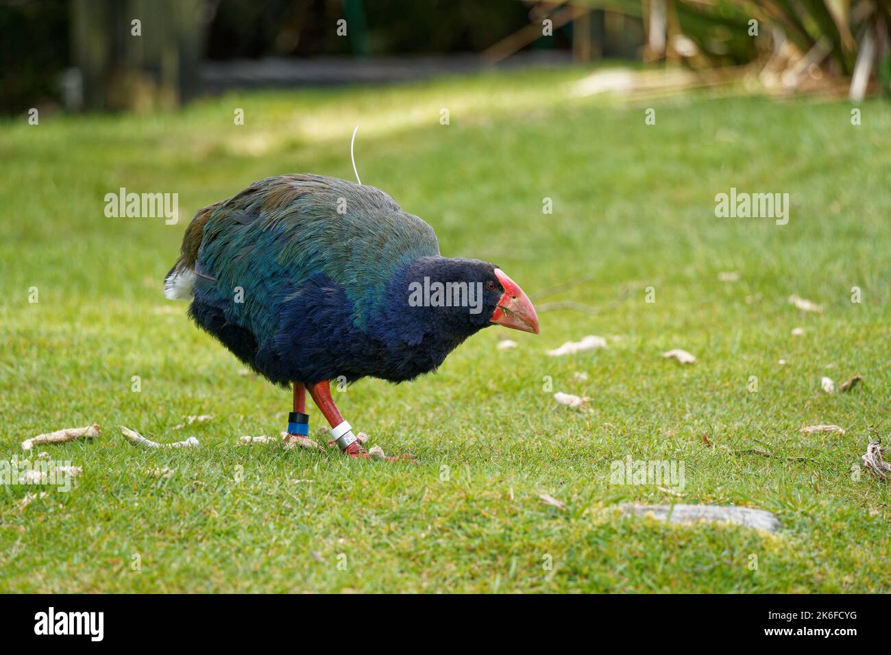 Takahe wearing a radio tracker, rare and endangered bird grazing near ...