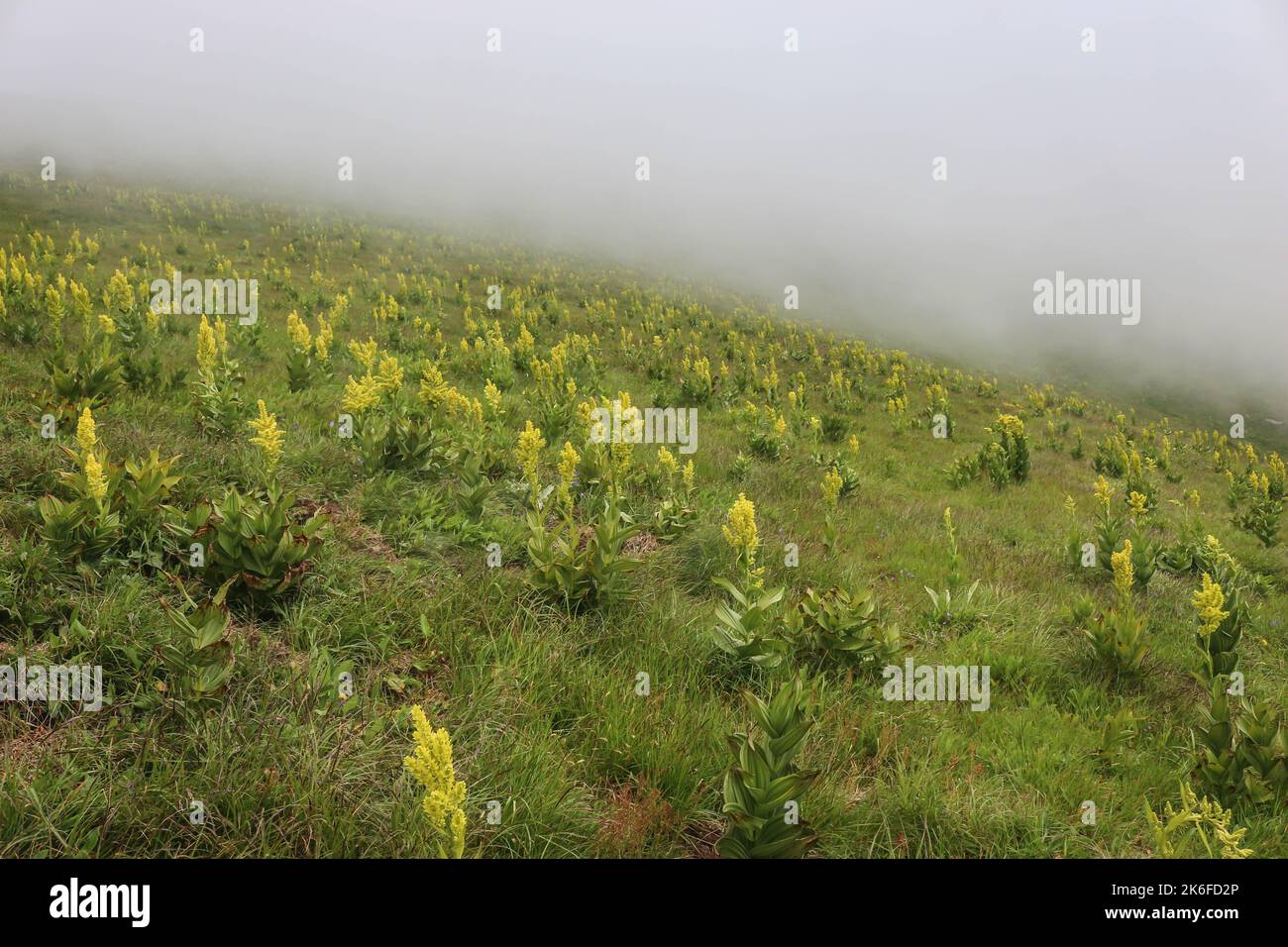 The false helleborine (latin name: Veratrum album subsp. lobelianum) in Nature Park Stara ...