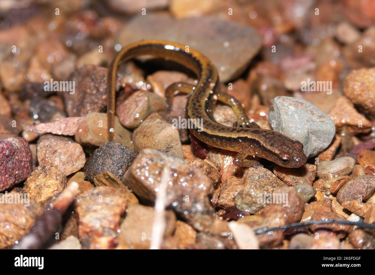A closeup of a northern two-lined salamander (Eurycea bislineata) on ...