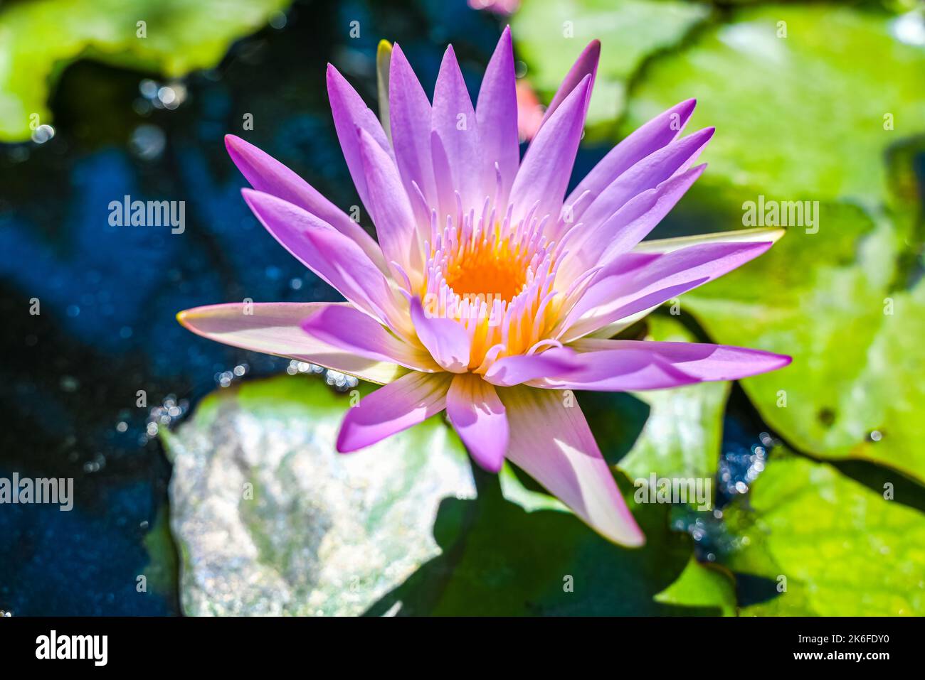 A pretty purple water lily flower on the pond Stock Photo - Alamy