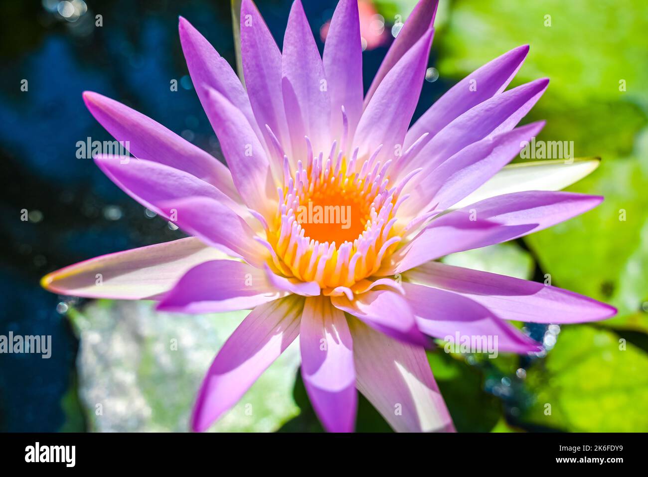 A pretty purple water lily flower on the pond Stock Photo - Alamy