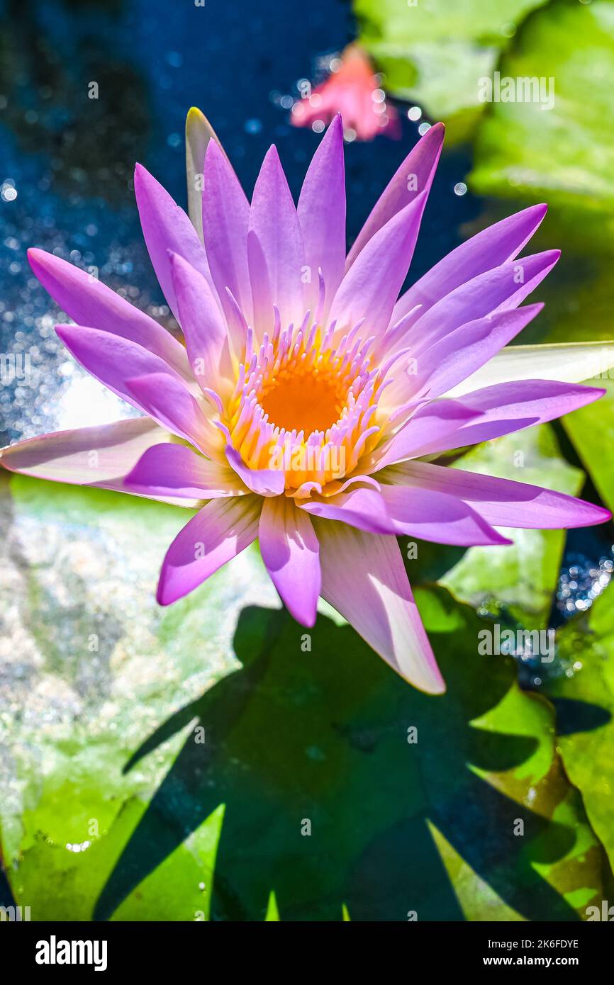 A vertical shot of a pretty purple water lily flower on the pond Stock ...