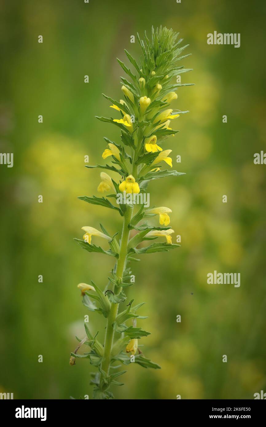A vertical closeup of a yellow bartsia (Parentucellia viscosa) growing ...