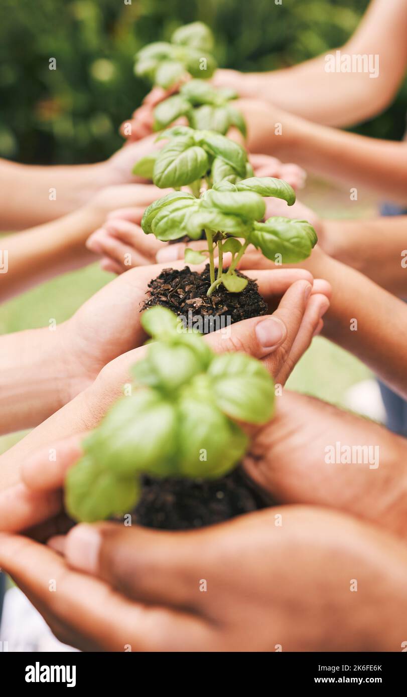 Hands, holding plants and nature soil in care for the environment ...