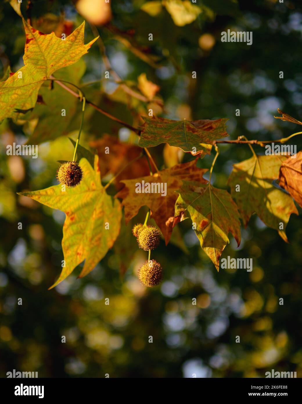 Buttonwood tree leaves hi-res stock photography and images - Alamy