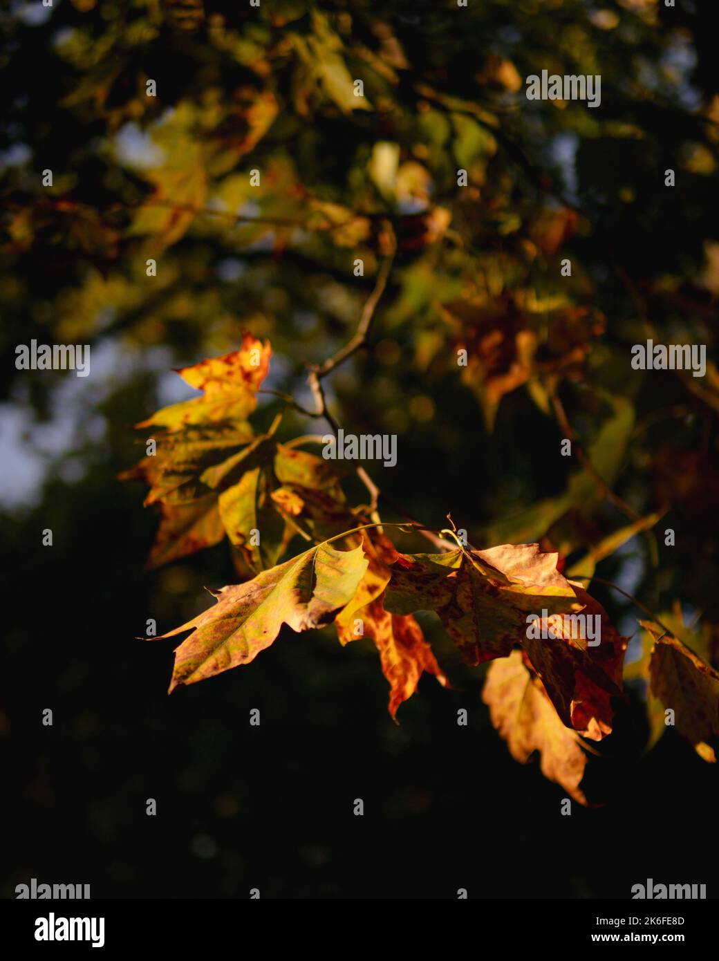 Buttonwood tree leaves hi-res stock photography and images - Alamy