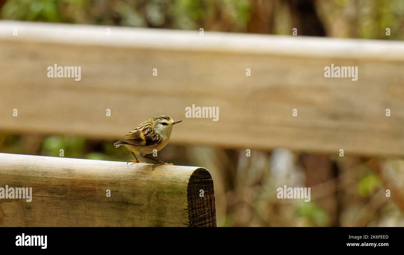 Rifleman, New Zealand's smallest bird, Kahurangi National Park, south ...