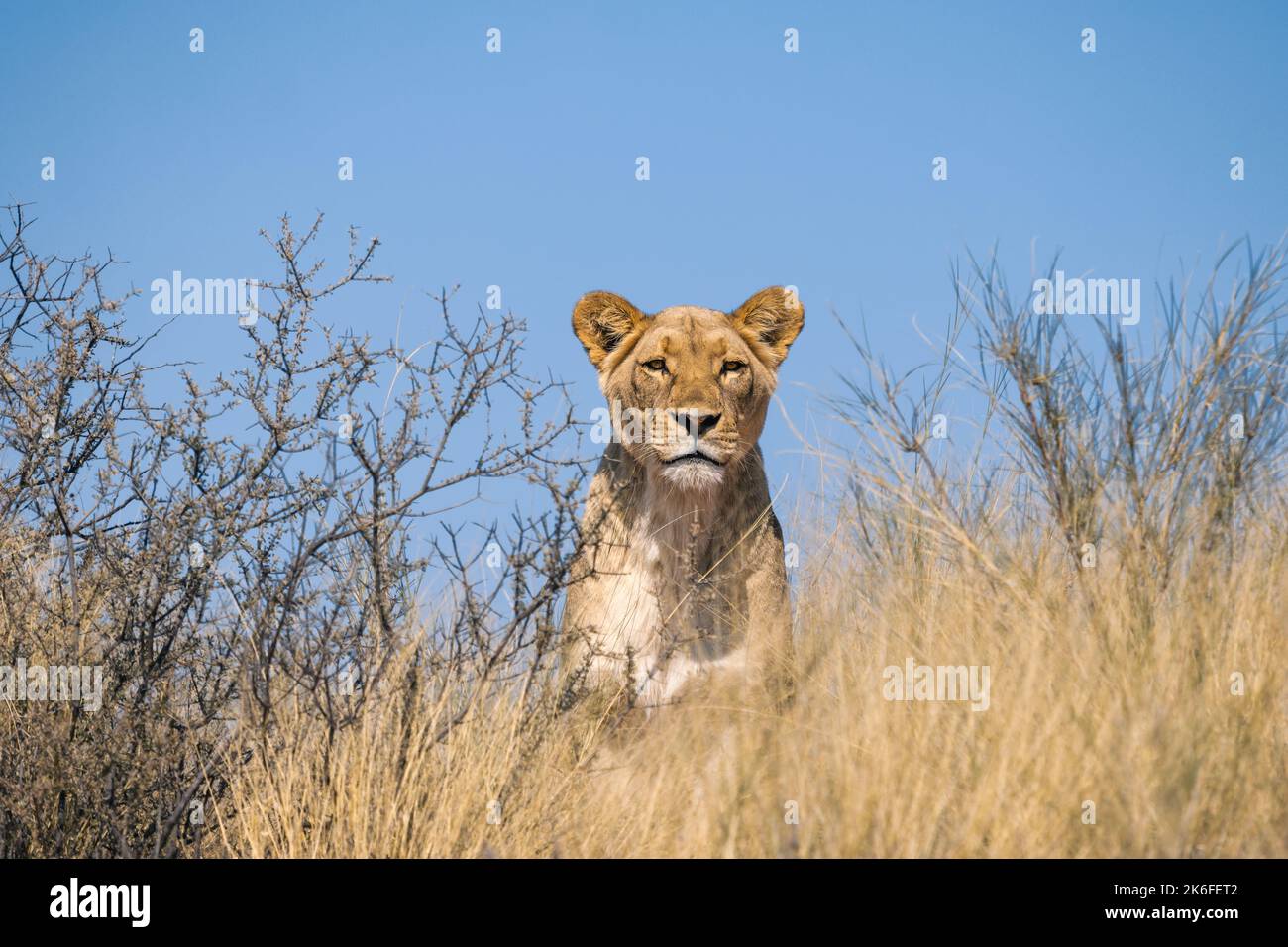 Lioness in savanna hi-res stock photography and images - Alamy