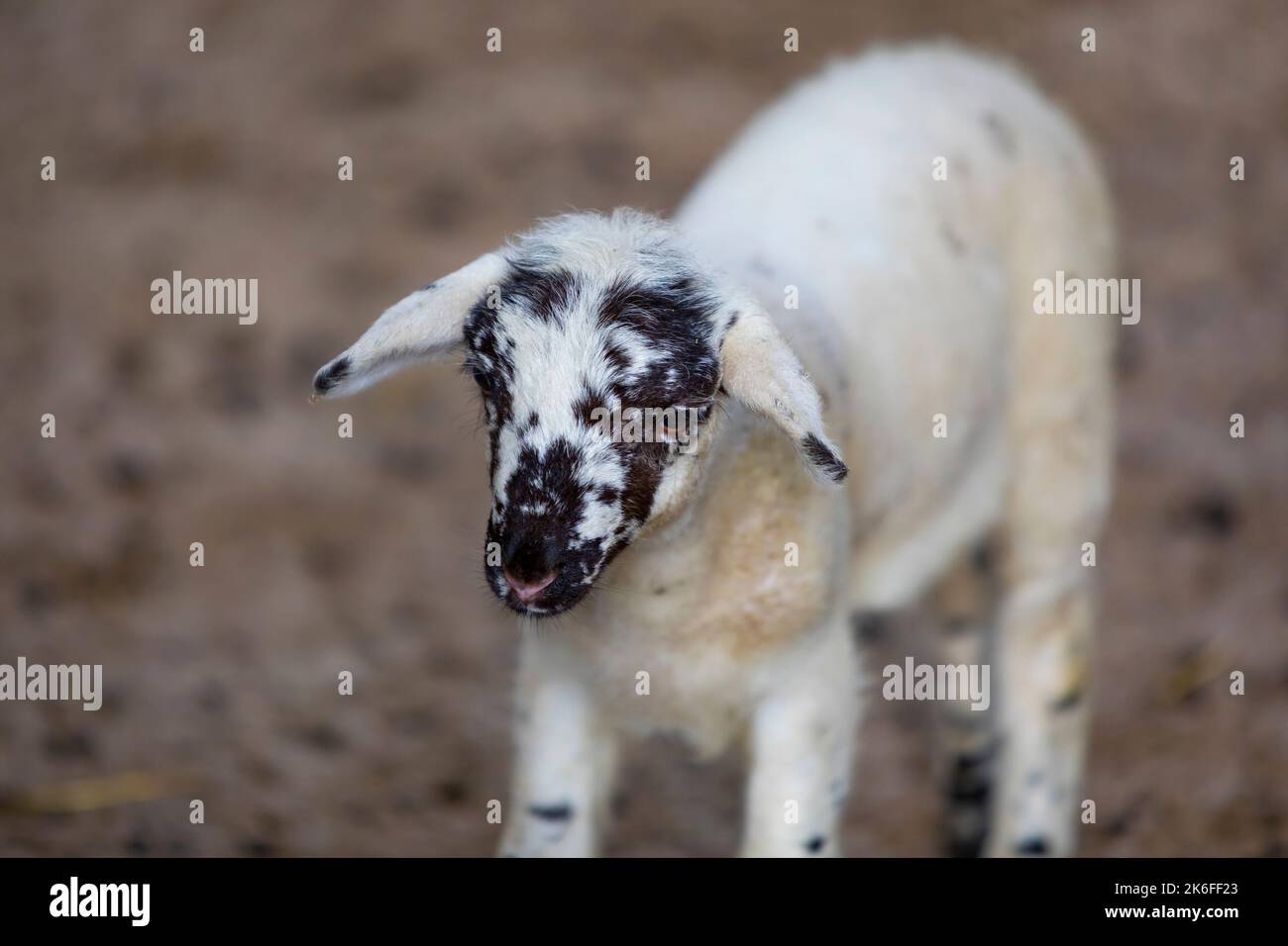 Ripollesa breed hi-res stock photography and images - Alamy