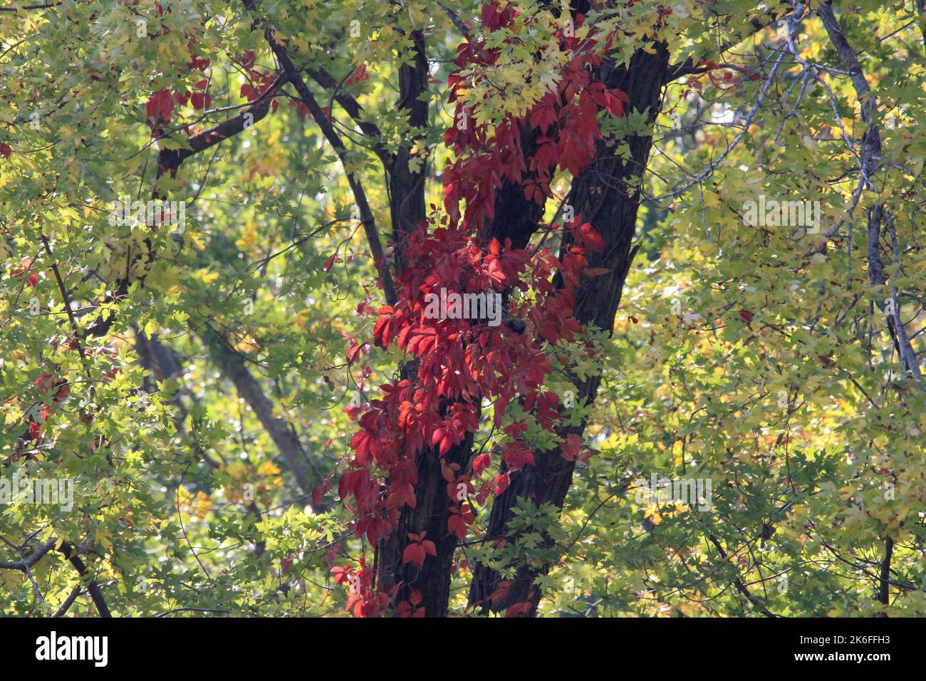 The red Virginia Creeper plant in the green forest Stock Photo - Alamy