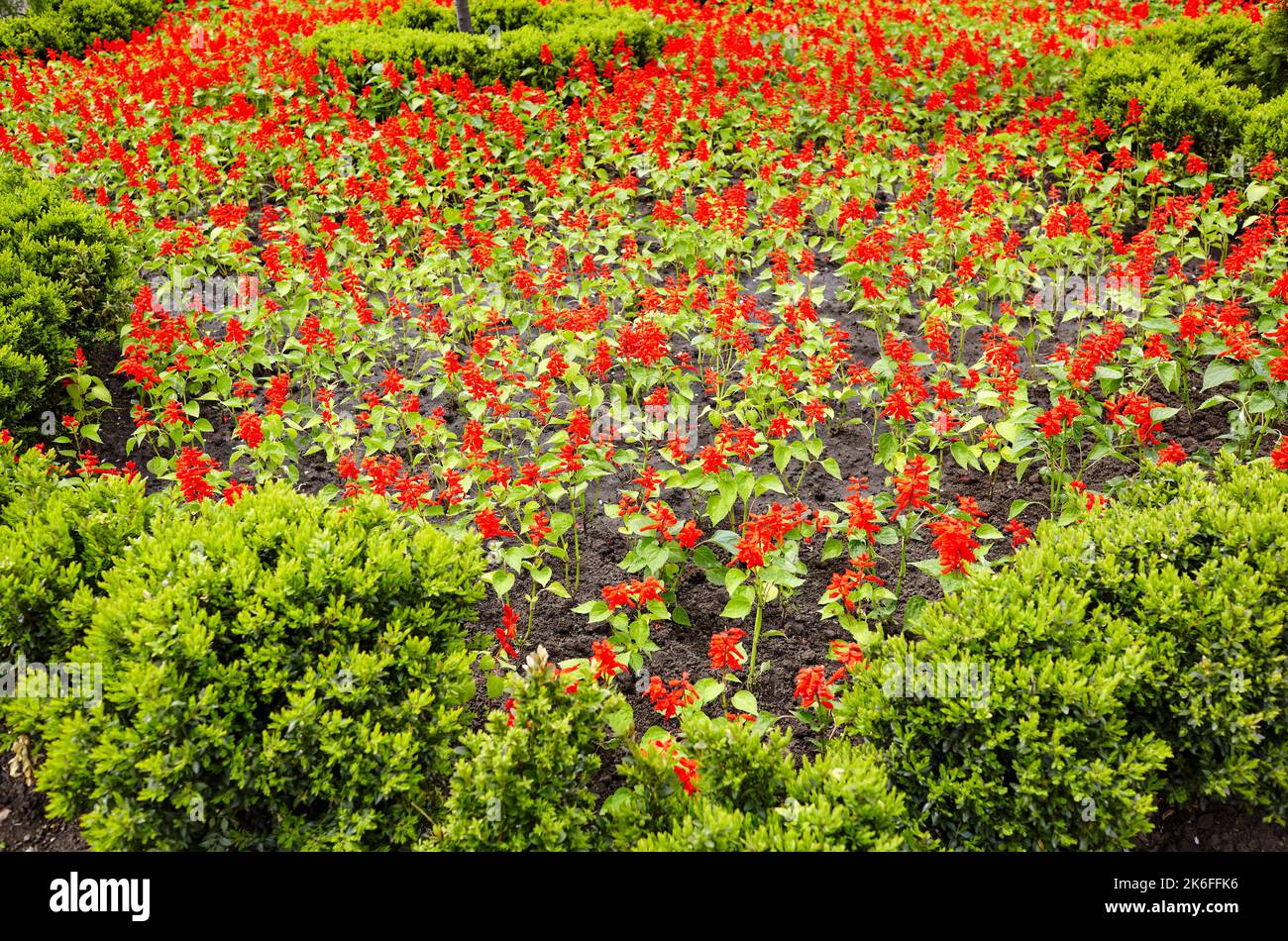 Salvia coccinea flowers, the blood sage, scarlet sage, Texas sage, or ...