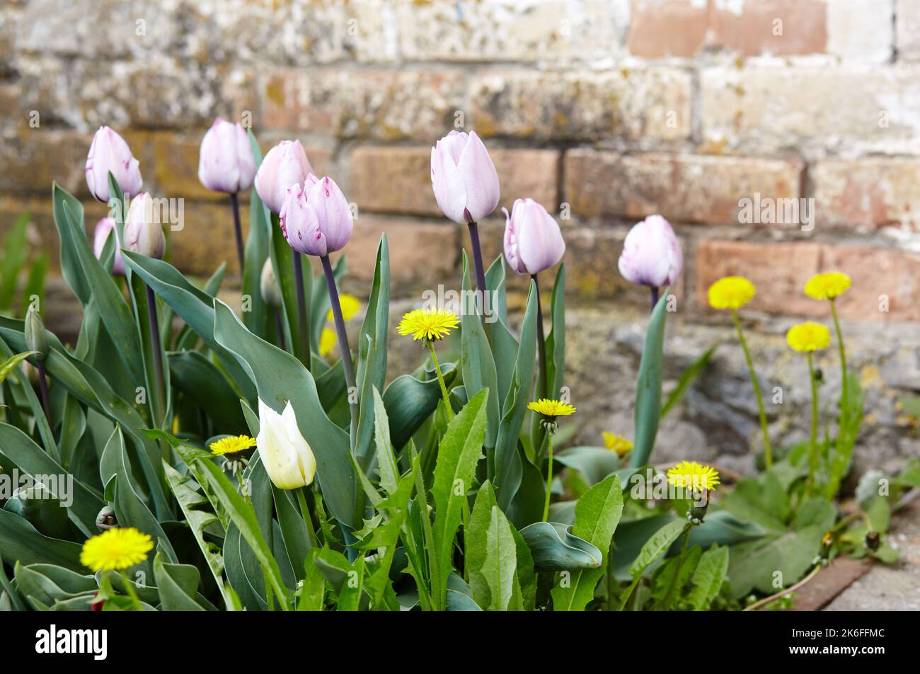 Beautiful tulip flowers blooming in a garden. Beauty tulip plant in the ...