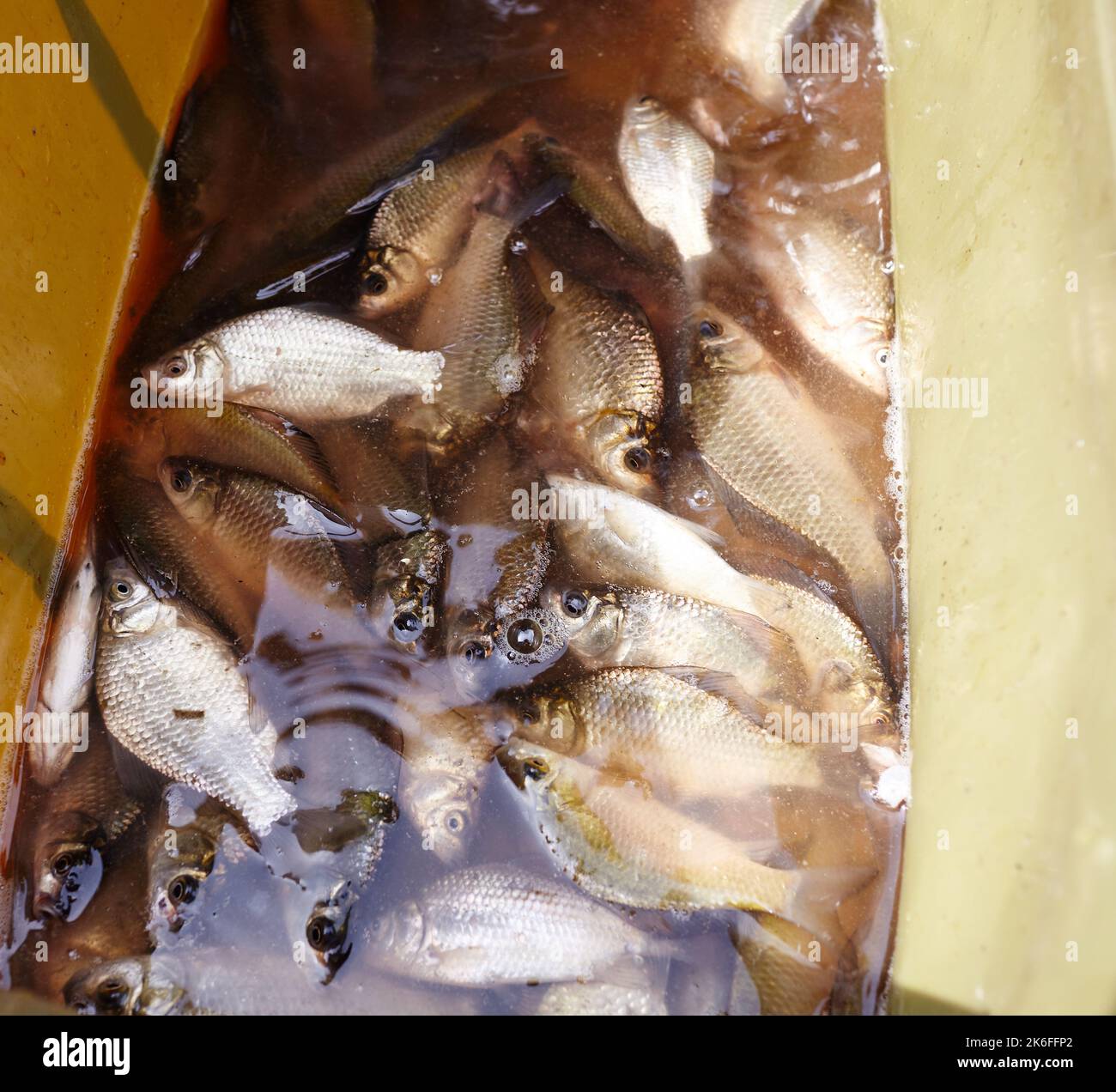 Wet scales hi-res stock photography and images - Alamy