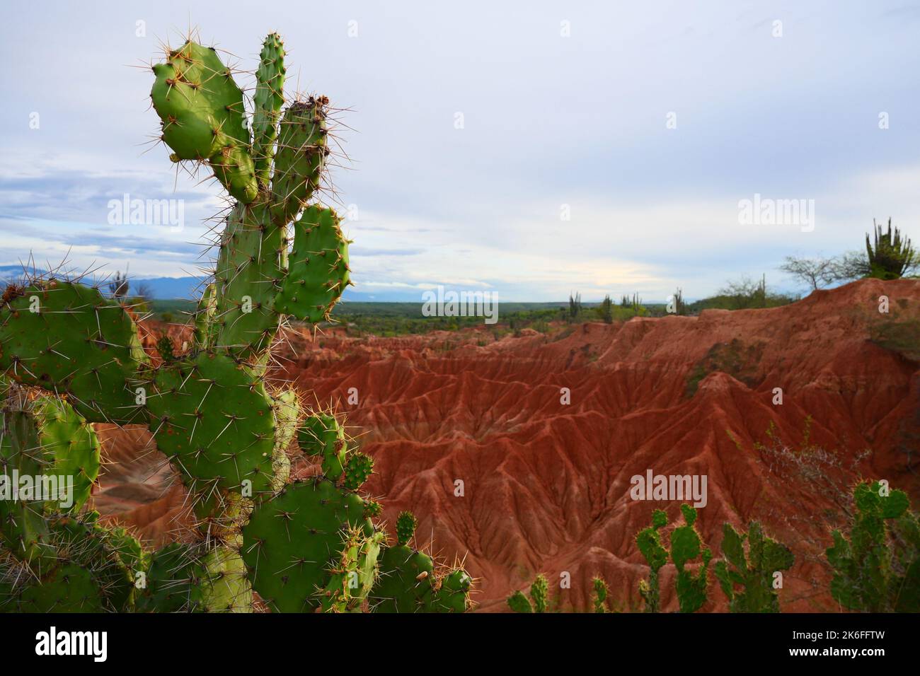 A Nopal cactus in front of The Tatacoa Desert with a cloudy sky in the ...