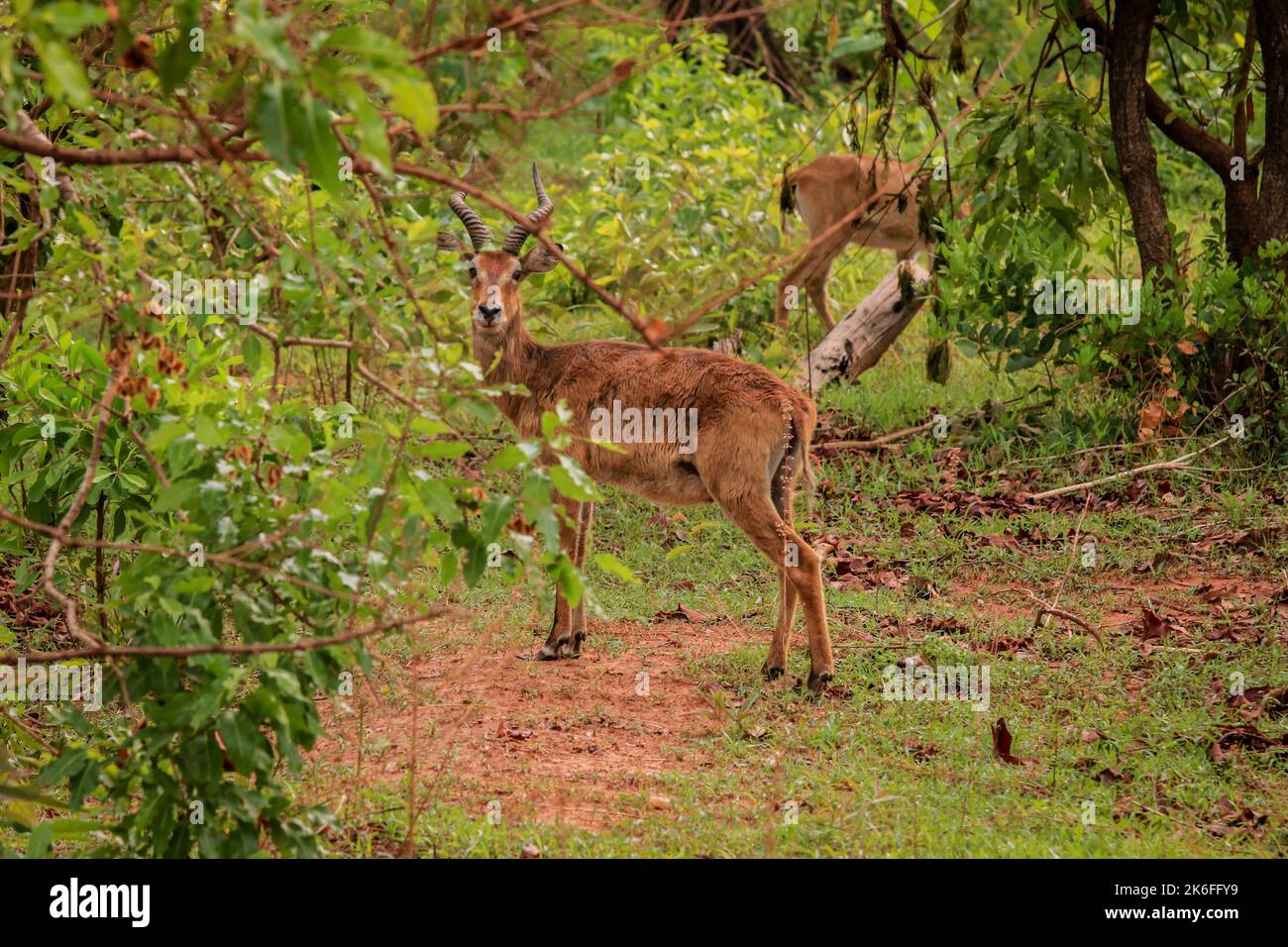 Wild life Animals in Mole National Park, the largest wildlife refuge of ...