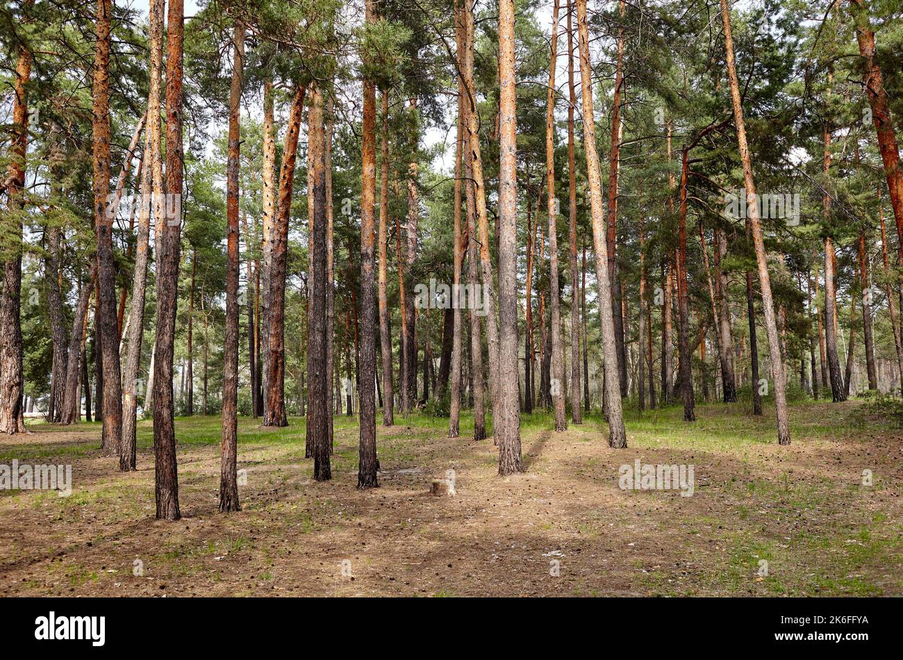 Pine tree forest. Beautiful summer forest on a summers day Stock Photo ...